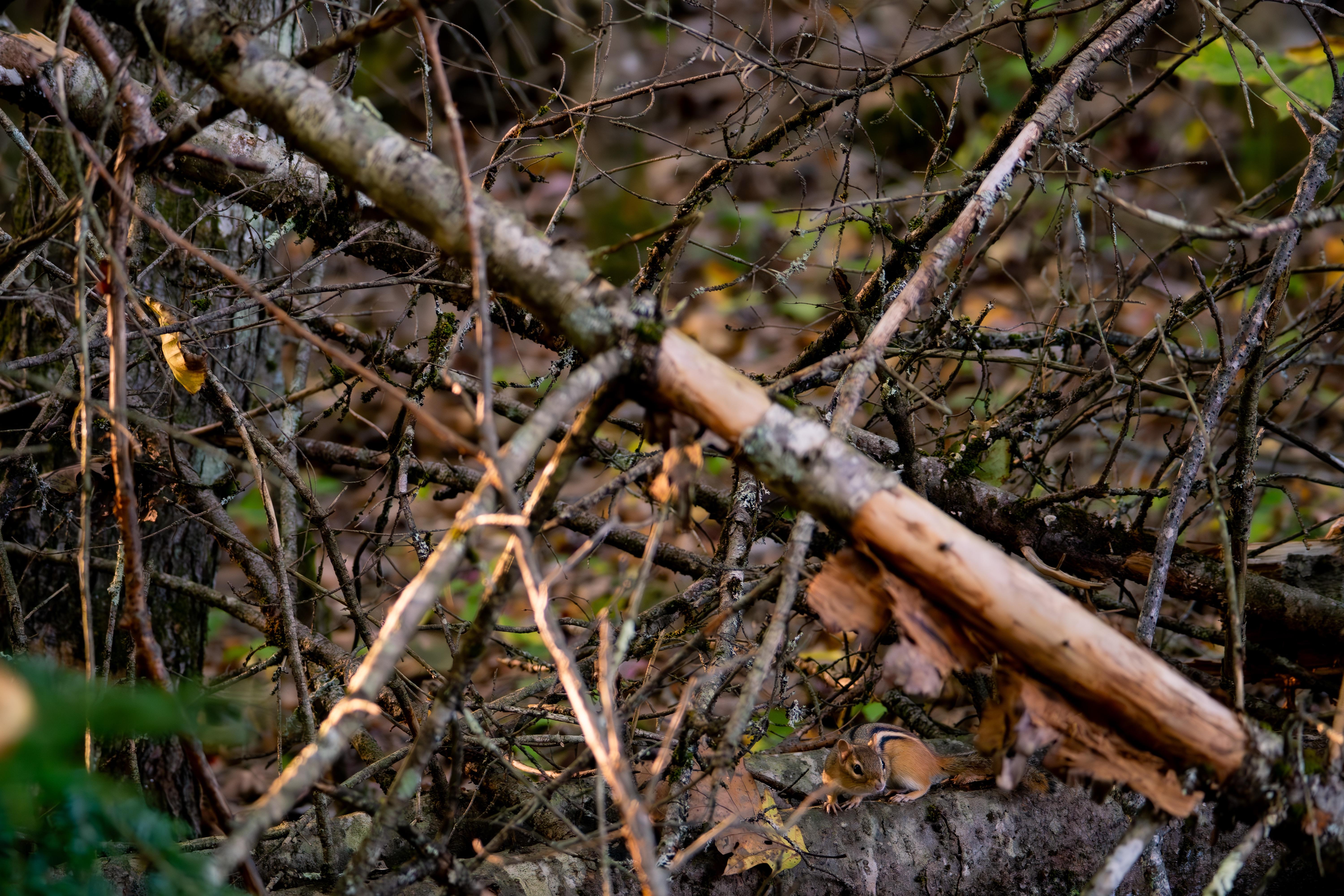 Woodland creature | Scrolller