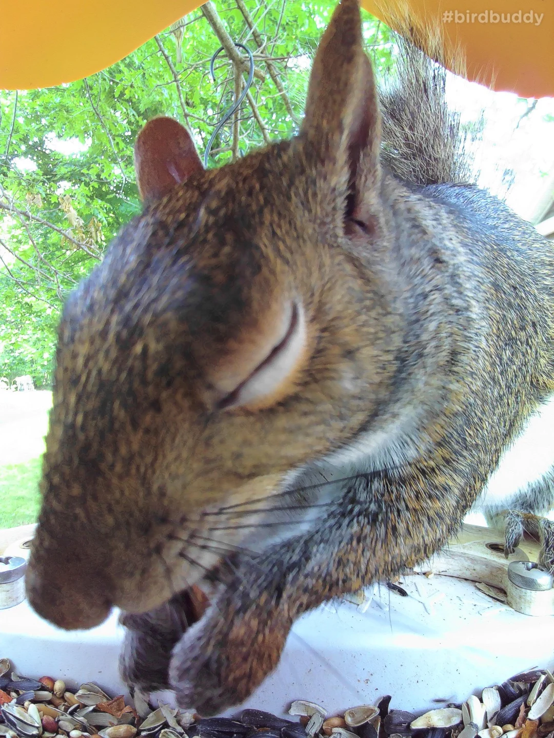 Discover more like Squirrels: Sleepy? and Related Content | Scrolller