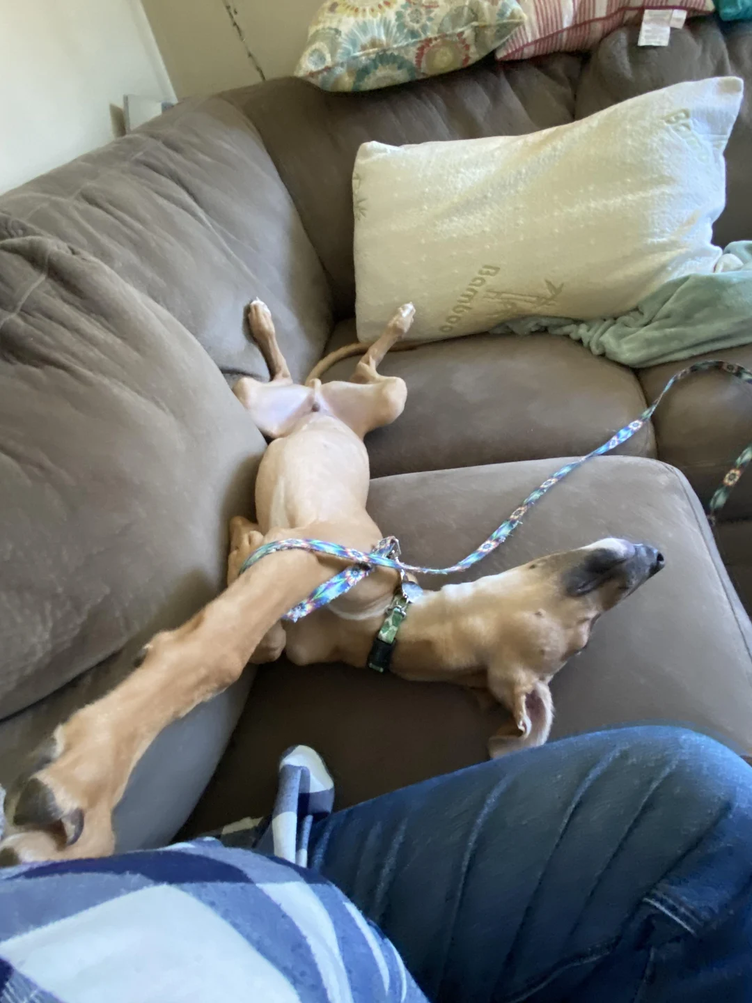 Such elegance in repose… when he gets there | Scrolller