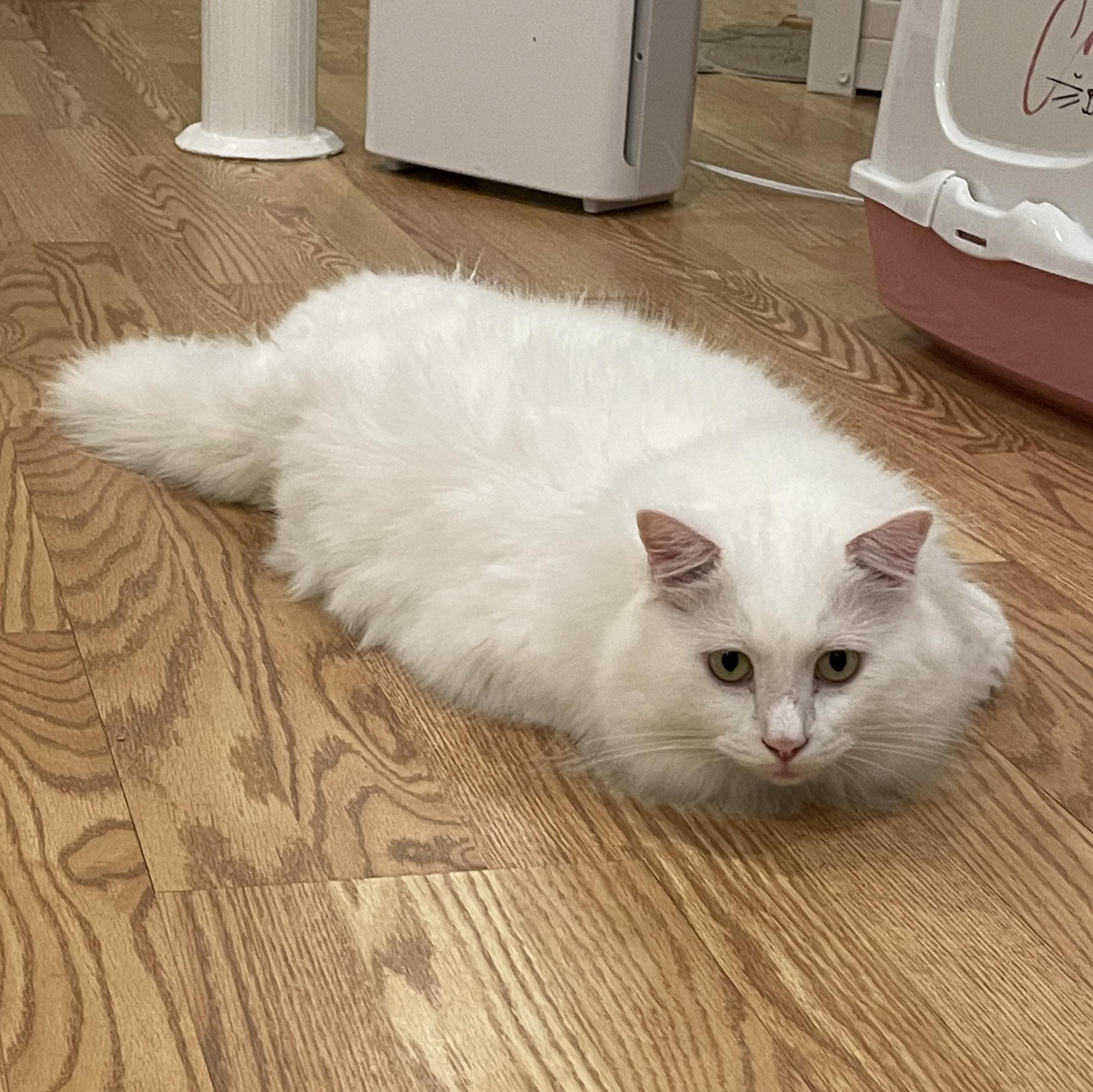 Uncooked loaf of white bread | Scrolller