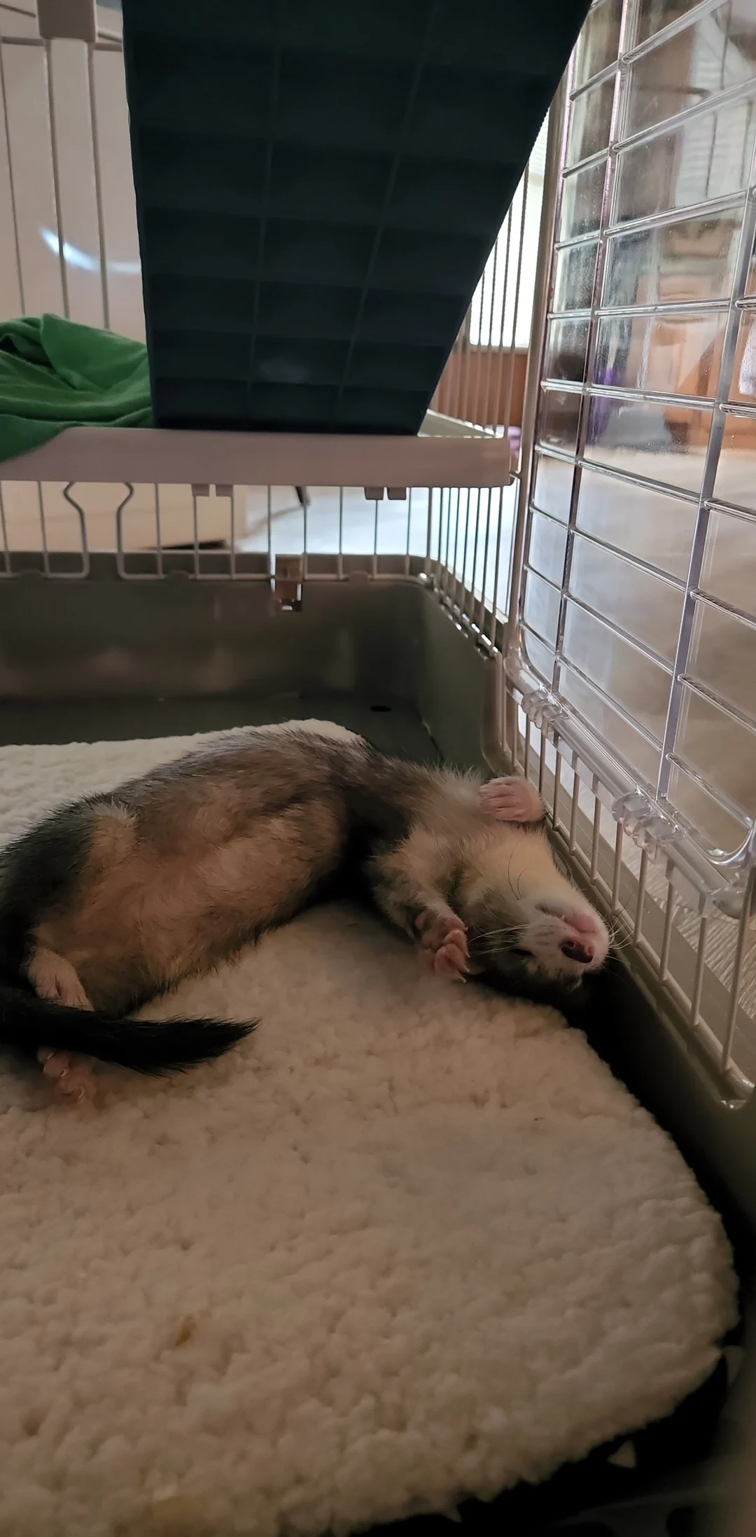 new ferret some good tips?? | Scrolller