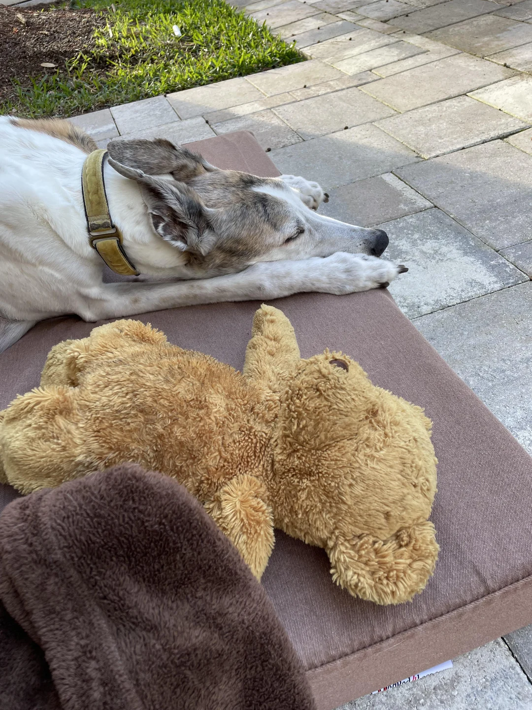 Snoozin’ outside | Scrolller