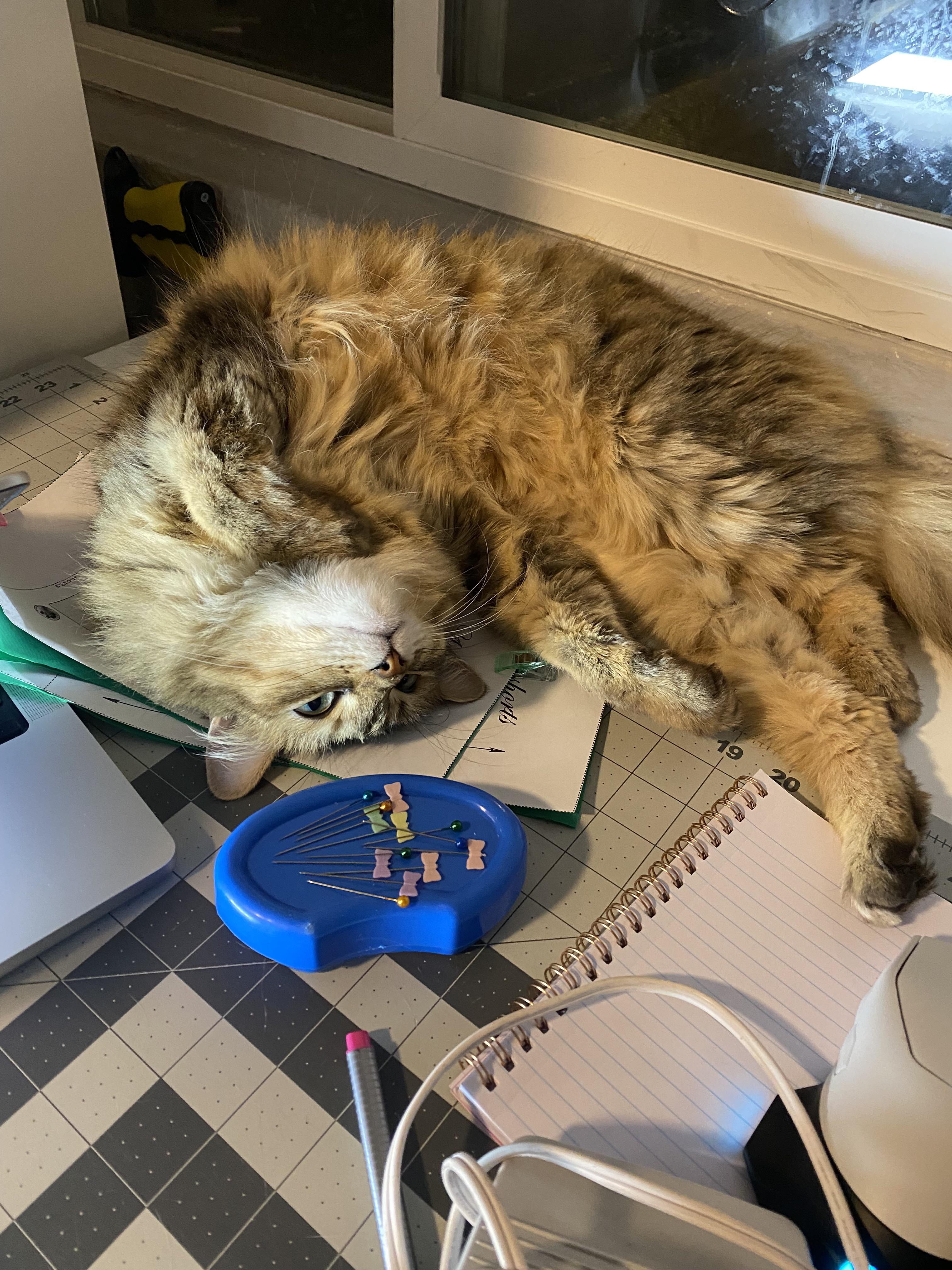 Little Lia | Scrolller