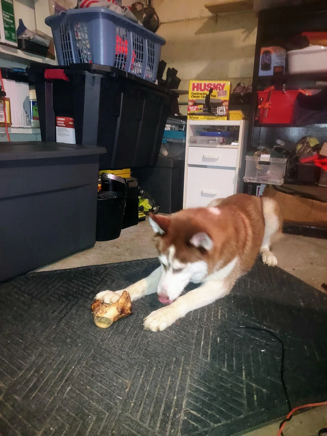 God bless all Husky rescue owners!! Thank you. | Scrolller