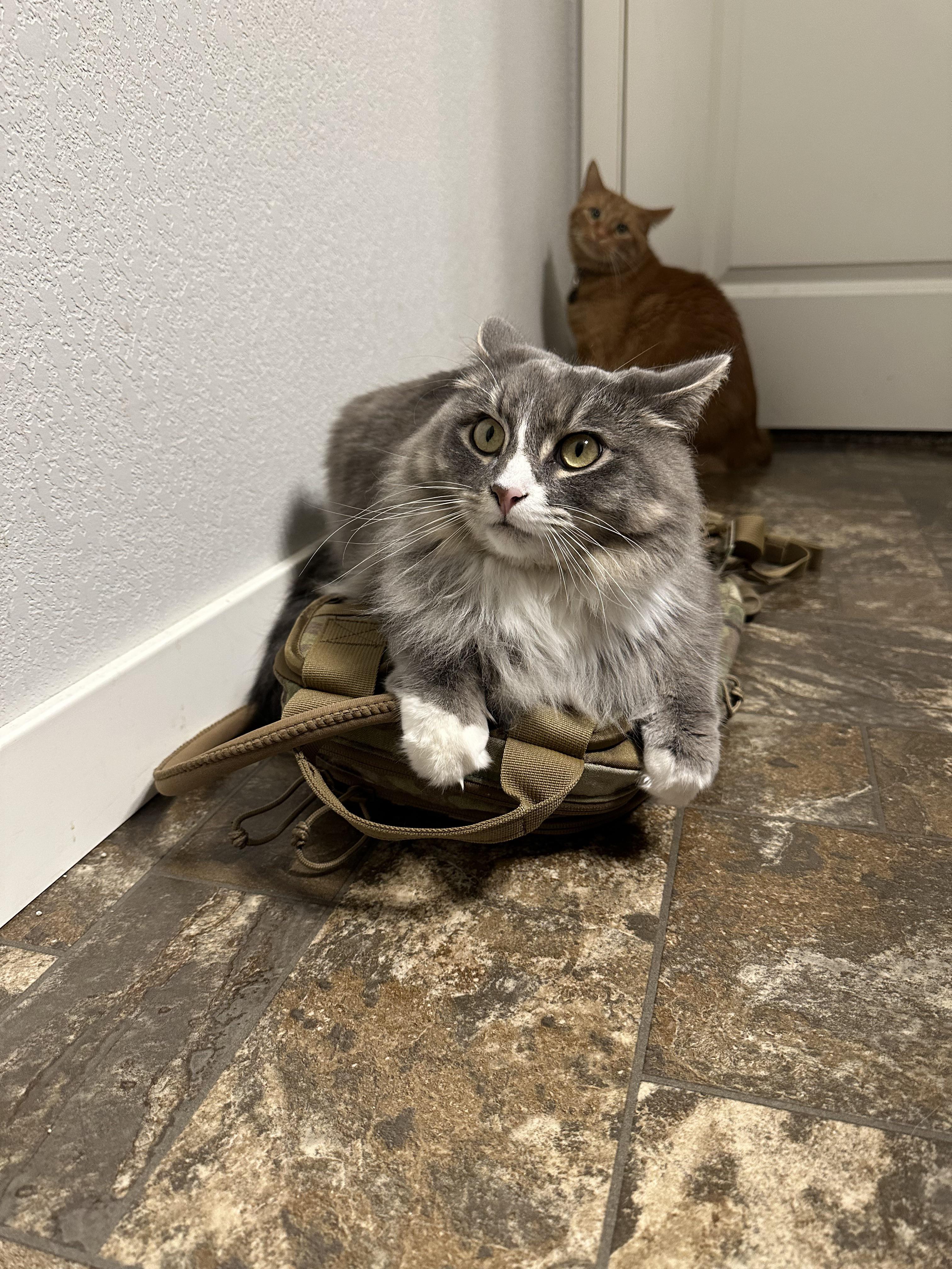 My camelback caught a floof!! | Scrolller