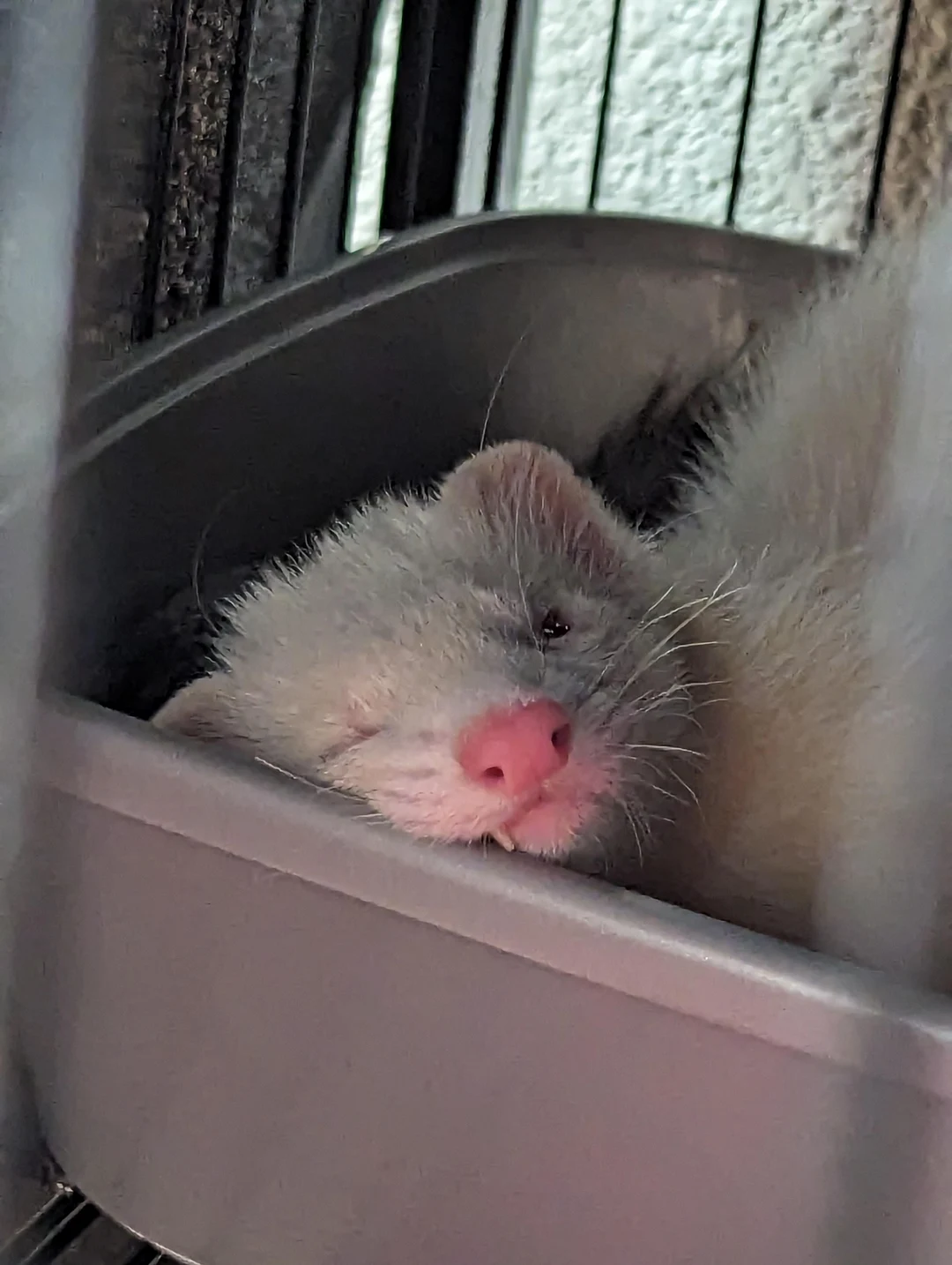 Ferret going everywhere but the litter, help | Scrolller