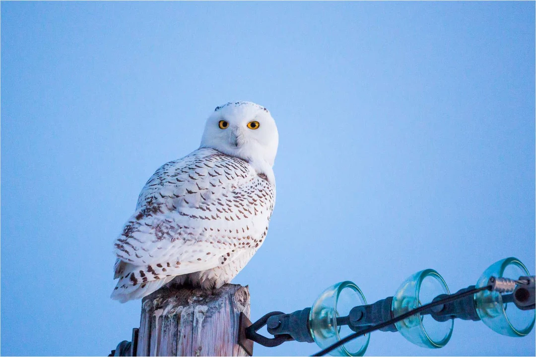 Snowy owl | Scrolller