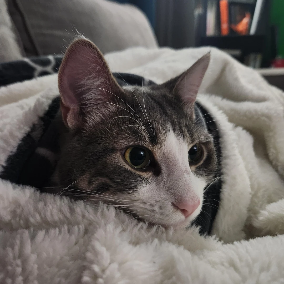 Maynard in his favorite blanket | Scrolller
