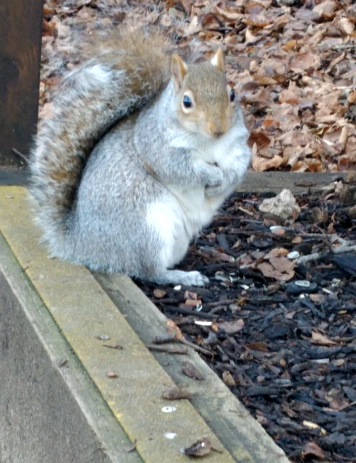 I'm Positive Most Squirrels Take Modeling Lessons, As There Always Ready For The Perfect Paw ...