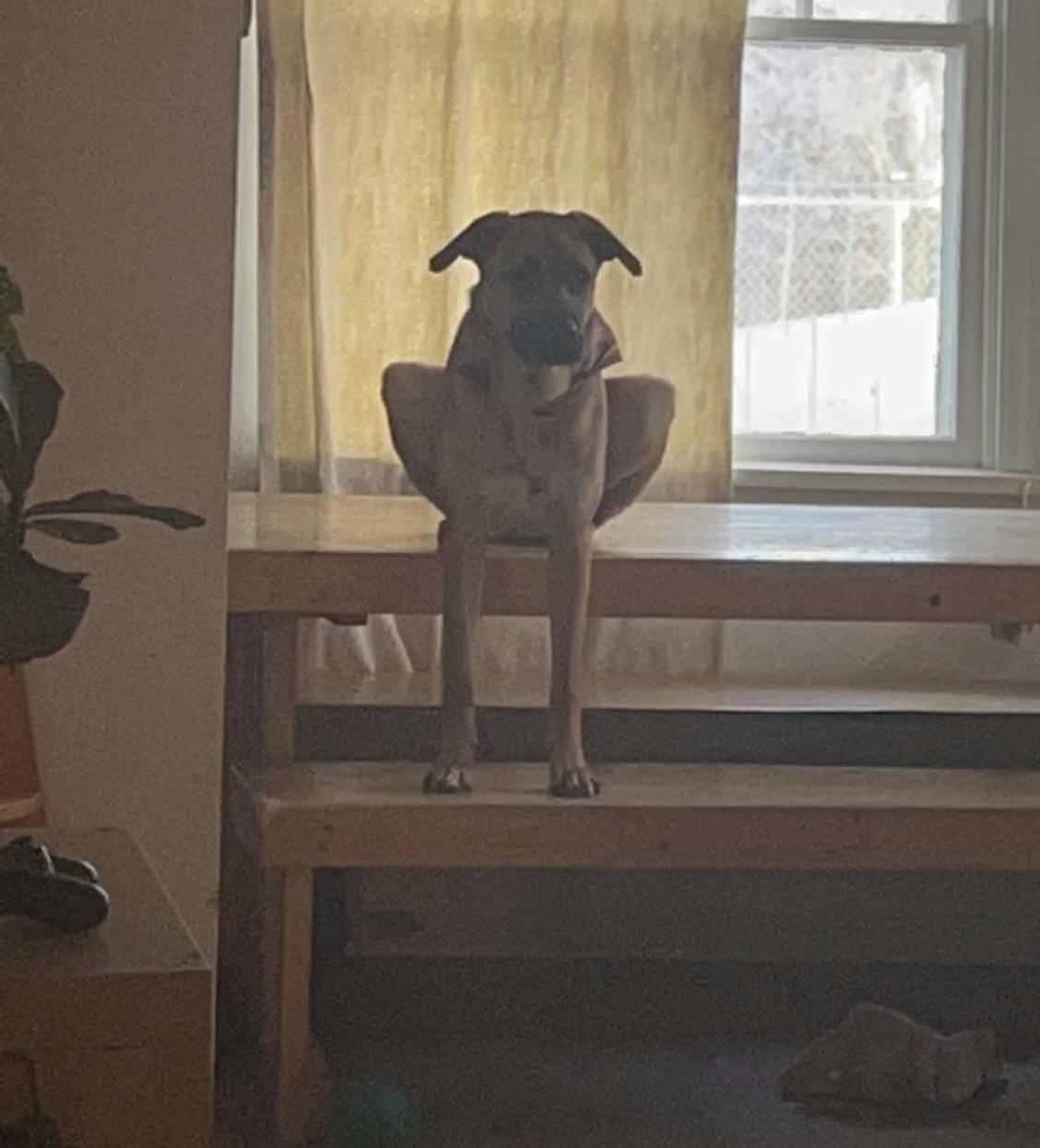 My derpy girl Margie | Scrolller