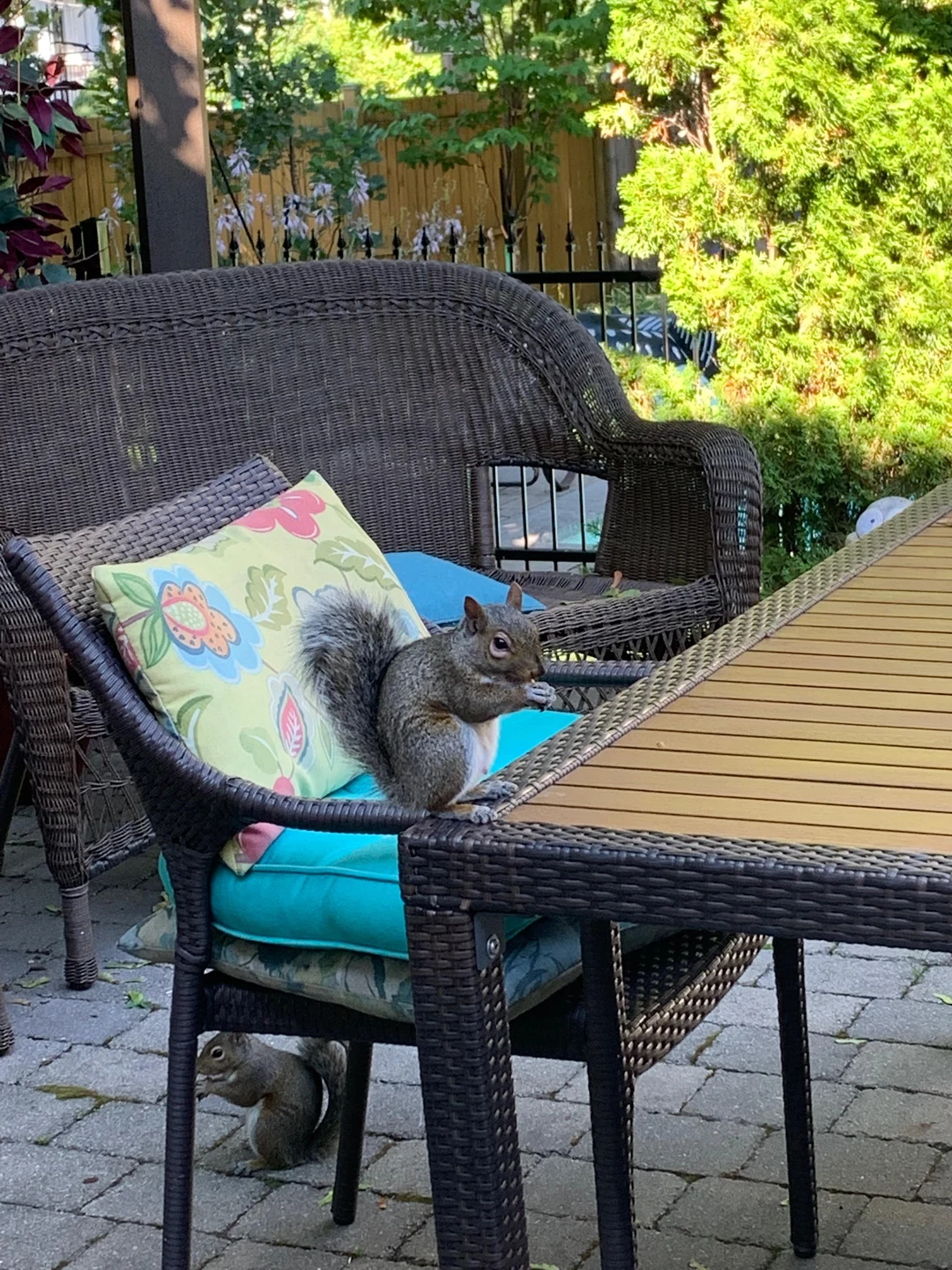 Something looks wrong with my squirrel’s eye, what could it be? | Scrolller