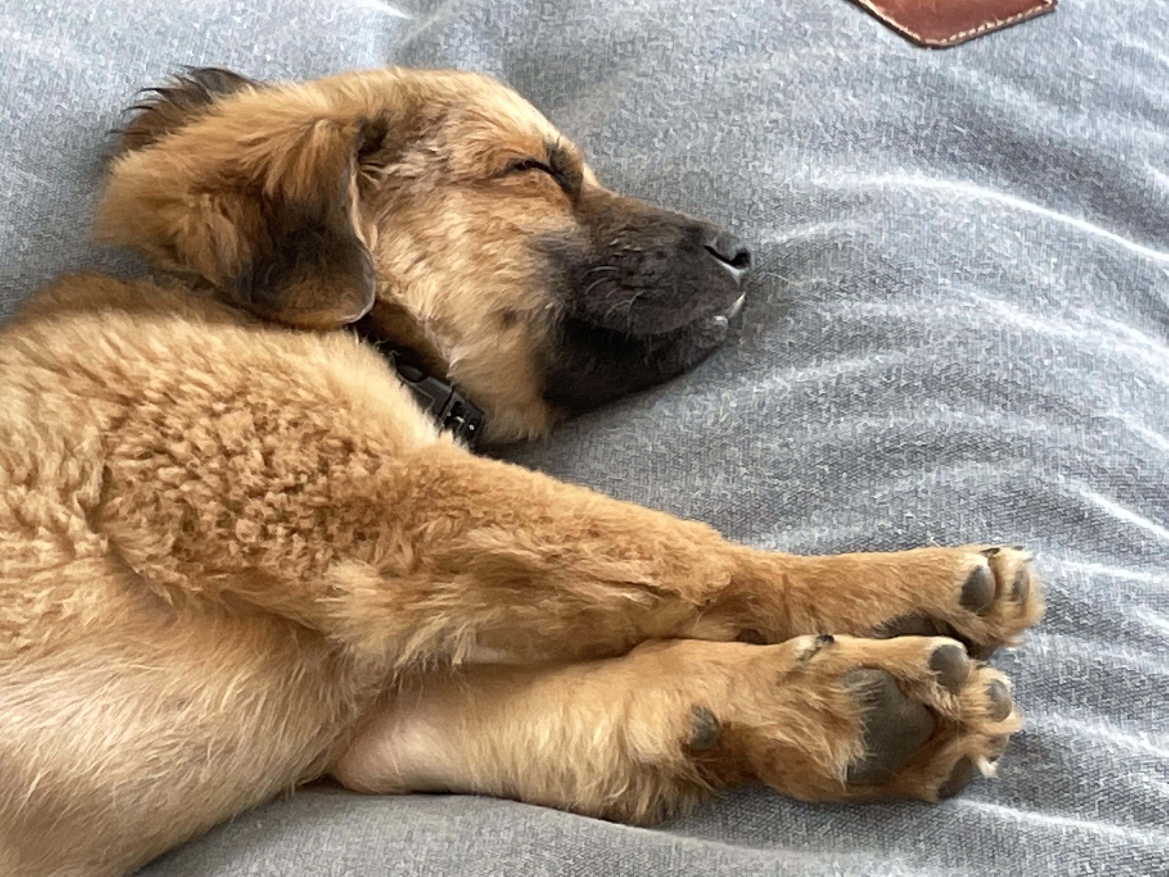 (OC) This is George. These are his toe beans. | Scrolller