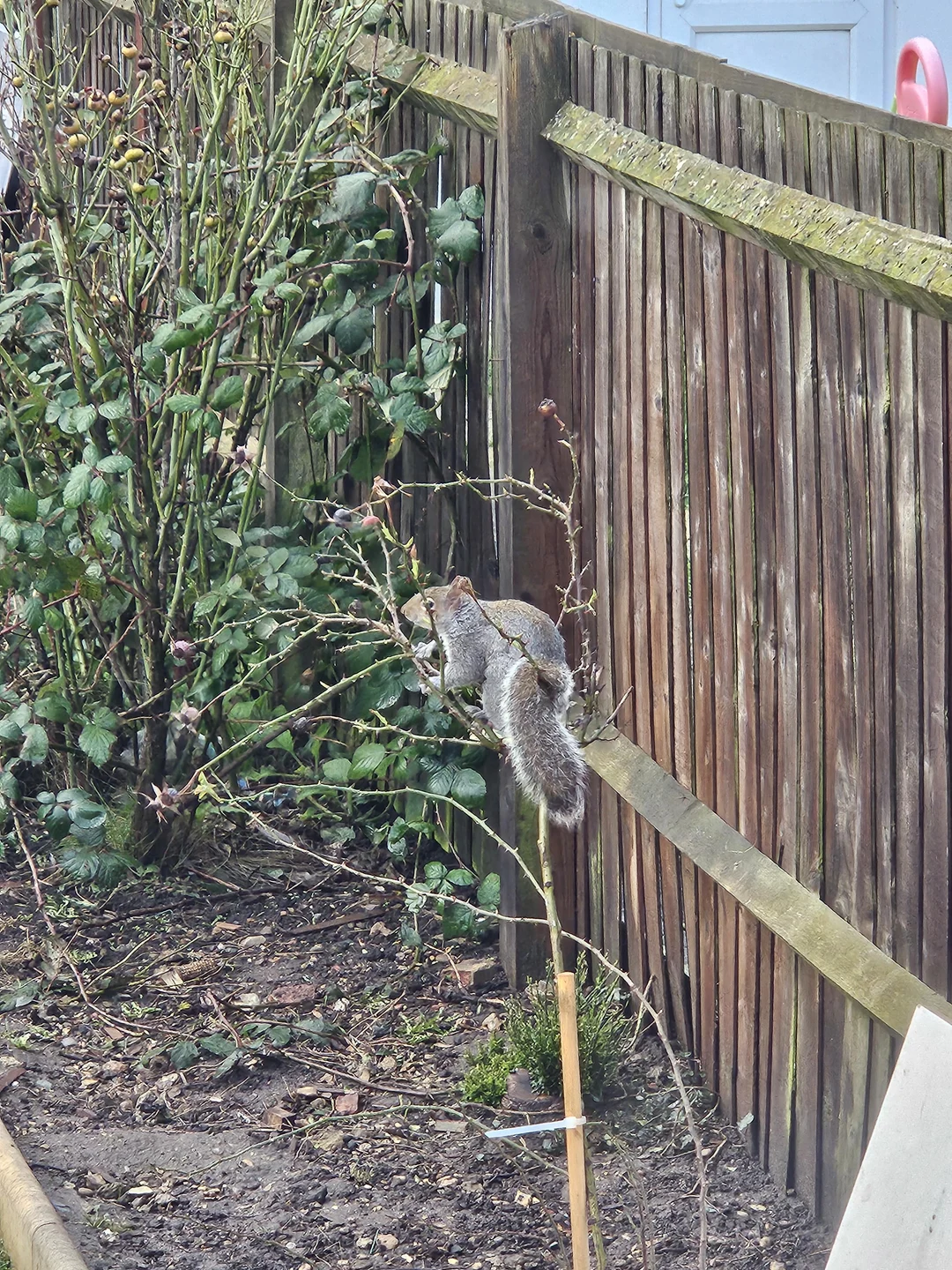 One of the young squirrels is still working out what they can climb | Scrolller