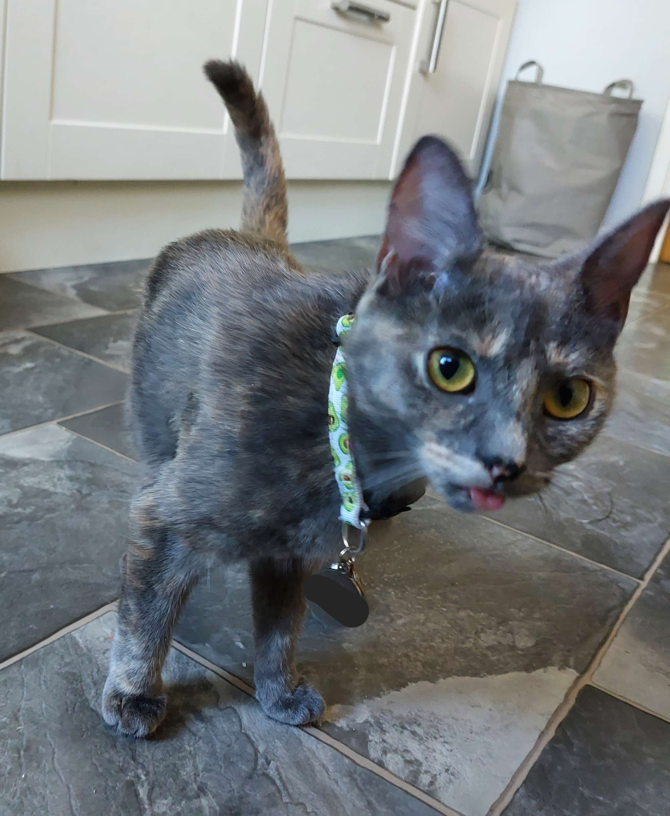 Pebby blep | Scrolller
