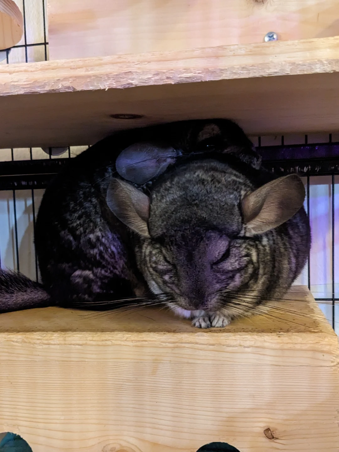 What Myers-Briggs type is your chinchilla? | Scrolller