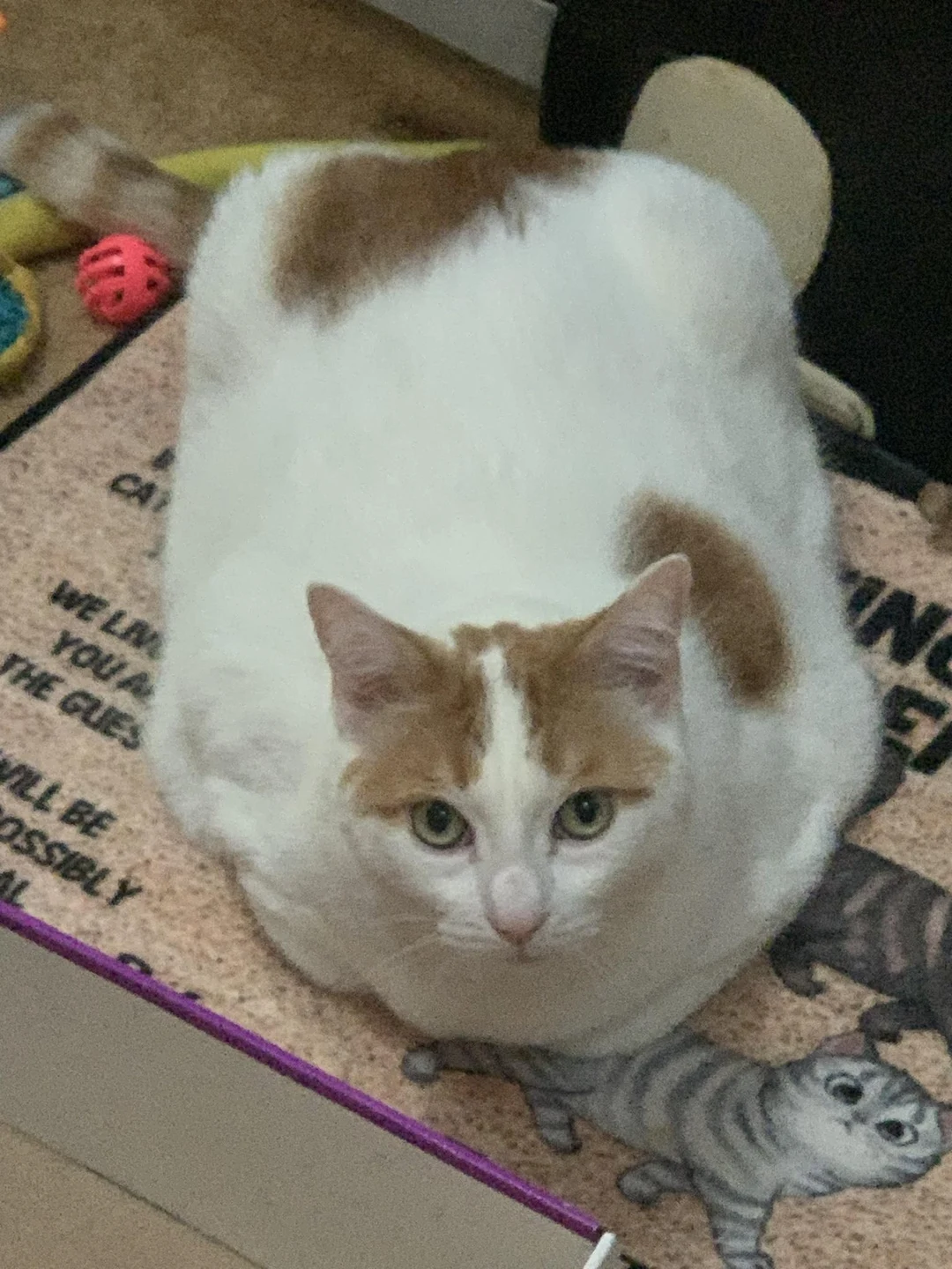 Loafing around | Scrolller