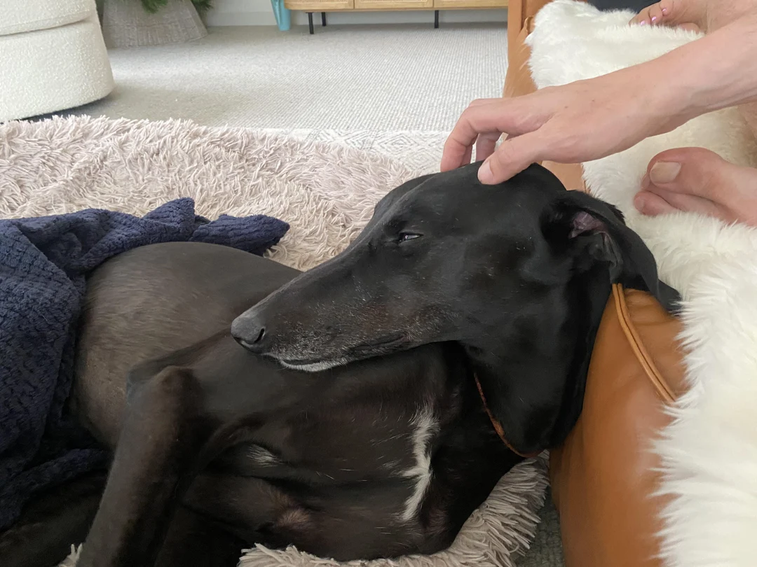 Rex. Head massage time, hoomansir | Scrolller