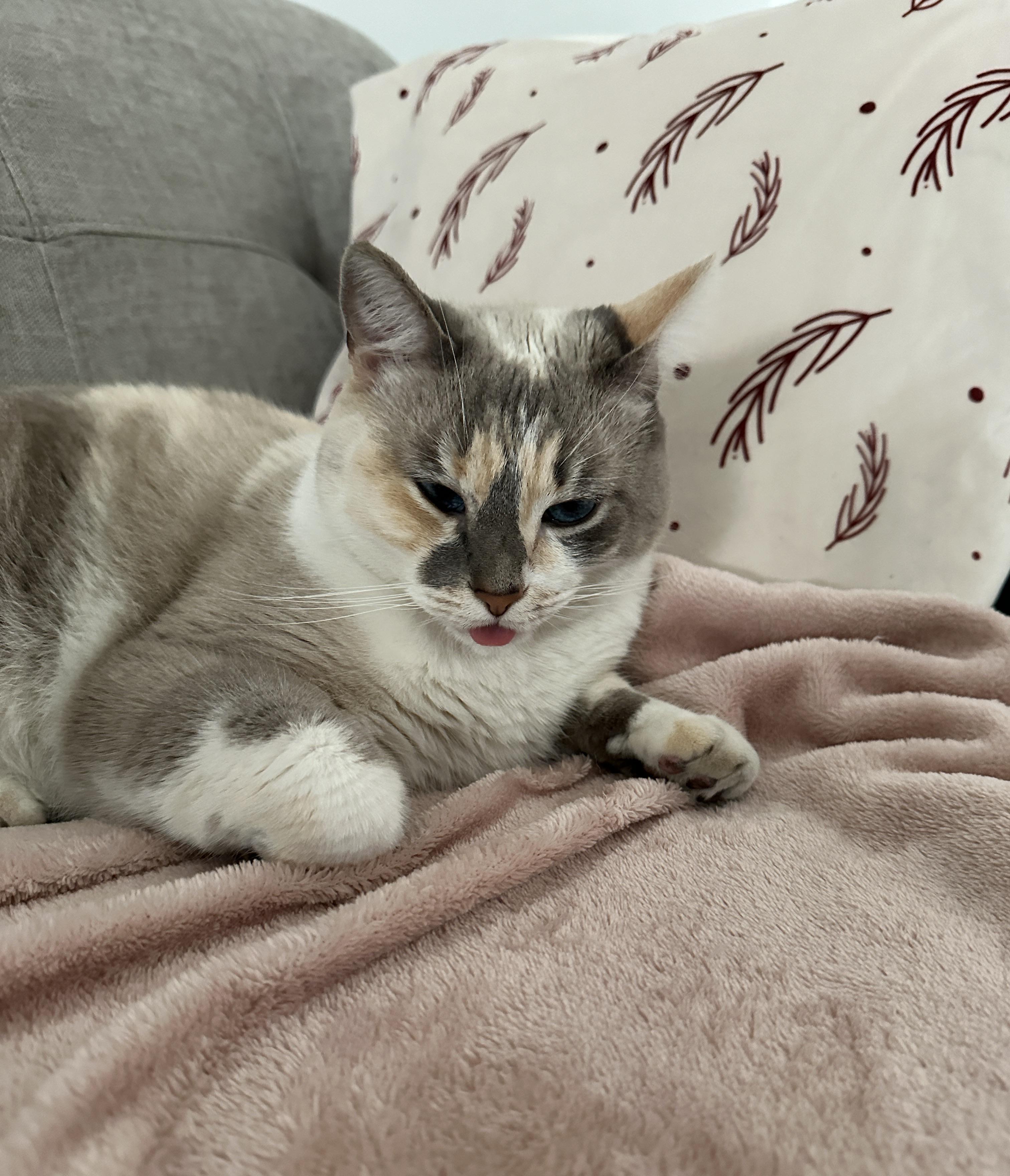 Blep mode on! | Scrolller