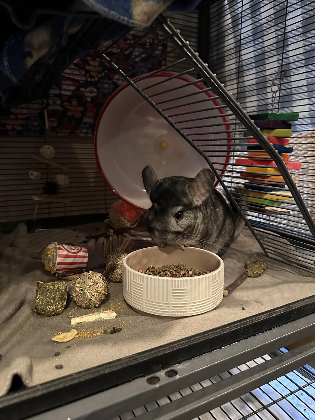 Bonding Chinchillas | Scrolller