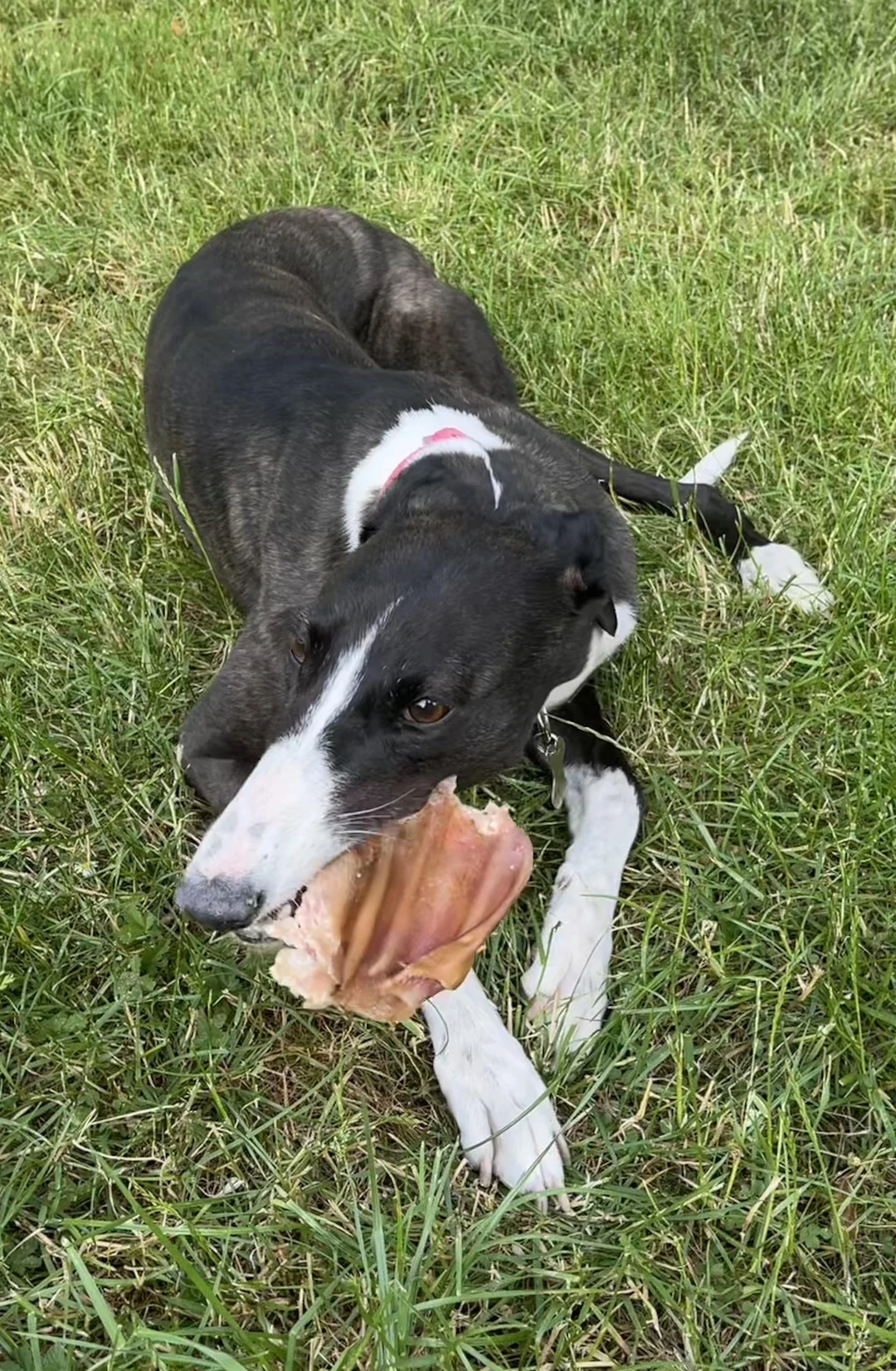 The Pig Ear of Joy. Upon use this item causes the noodle beast to slink out of its lair and be ...