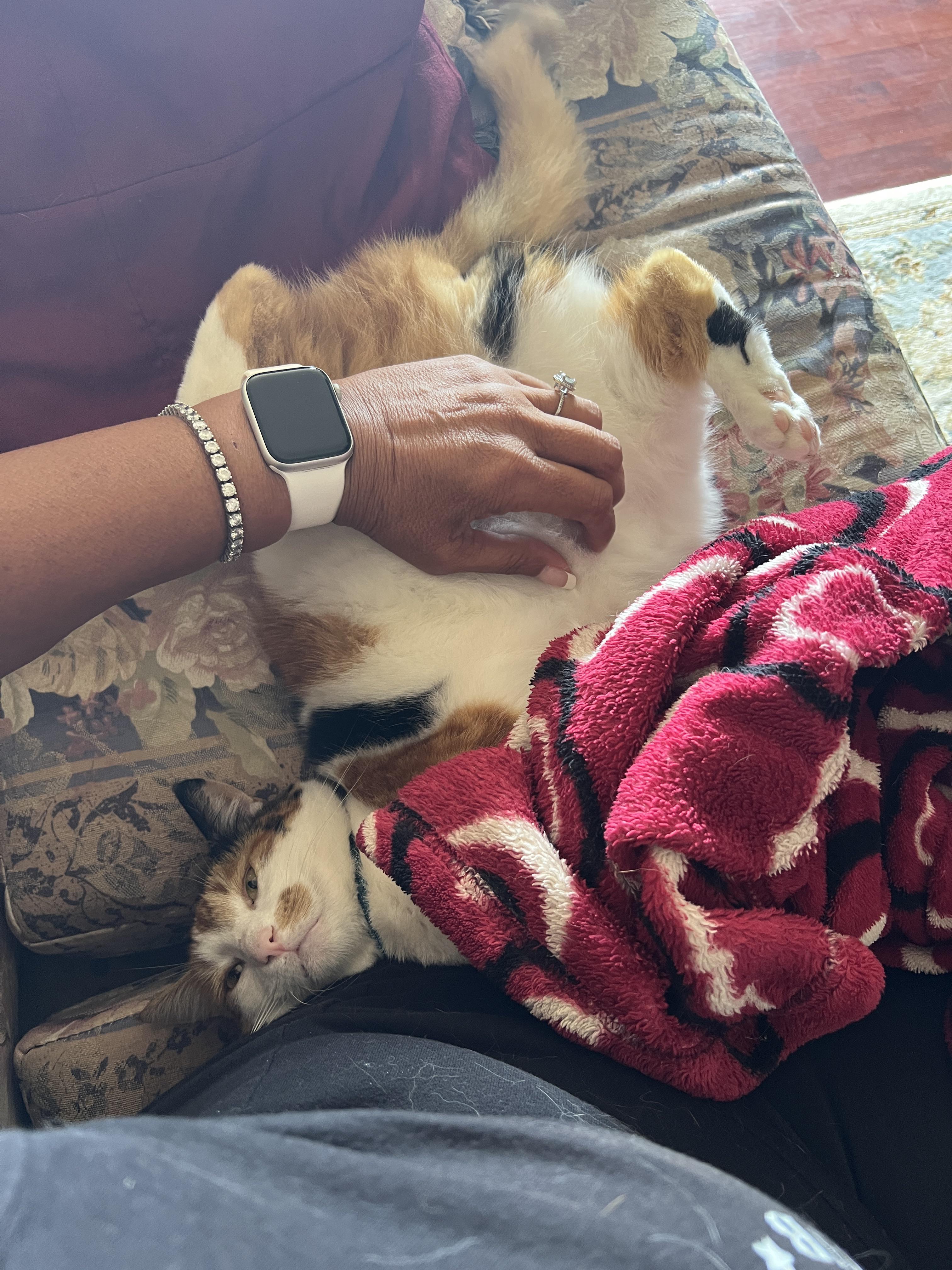 Loves a tummy scratch | Scrolller