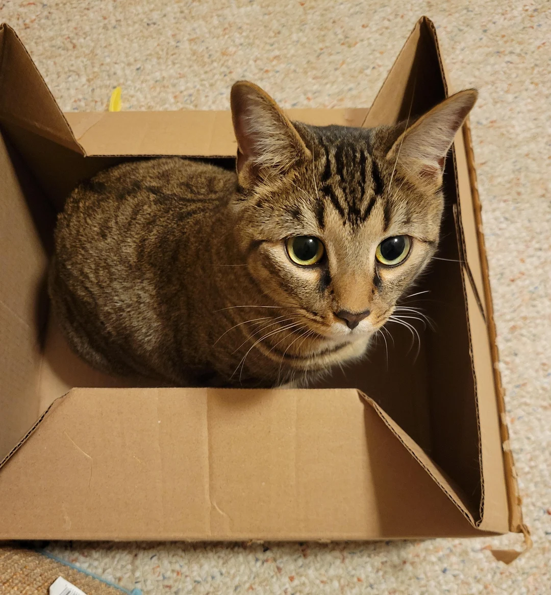 I didn't even have to bait the trap! | Scrolller