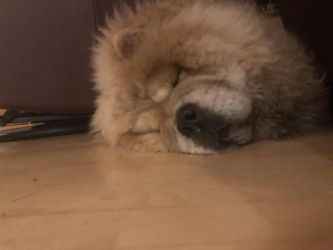 Sleepy Chow | Scrolller