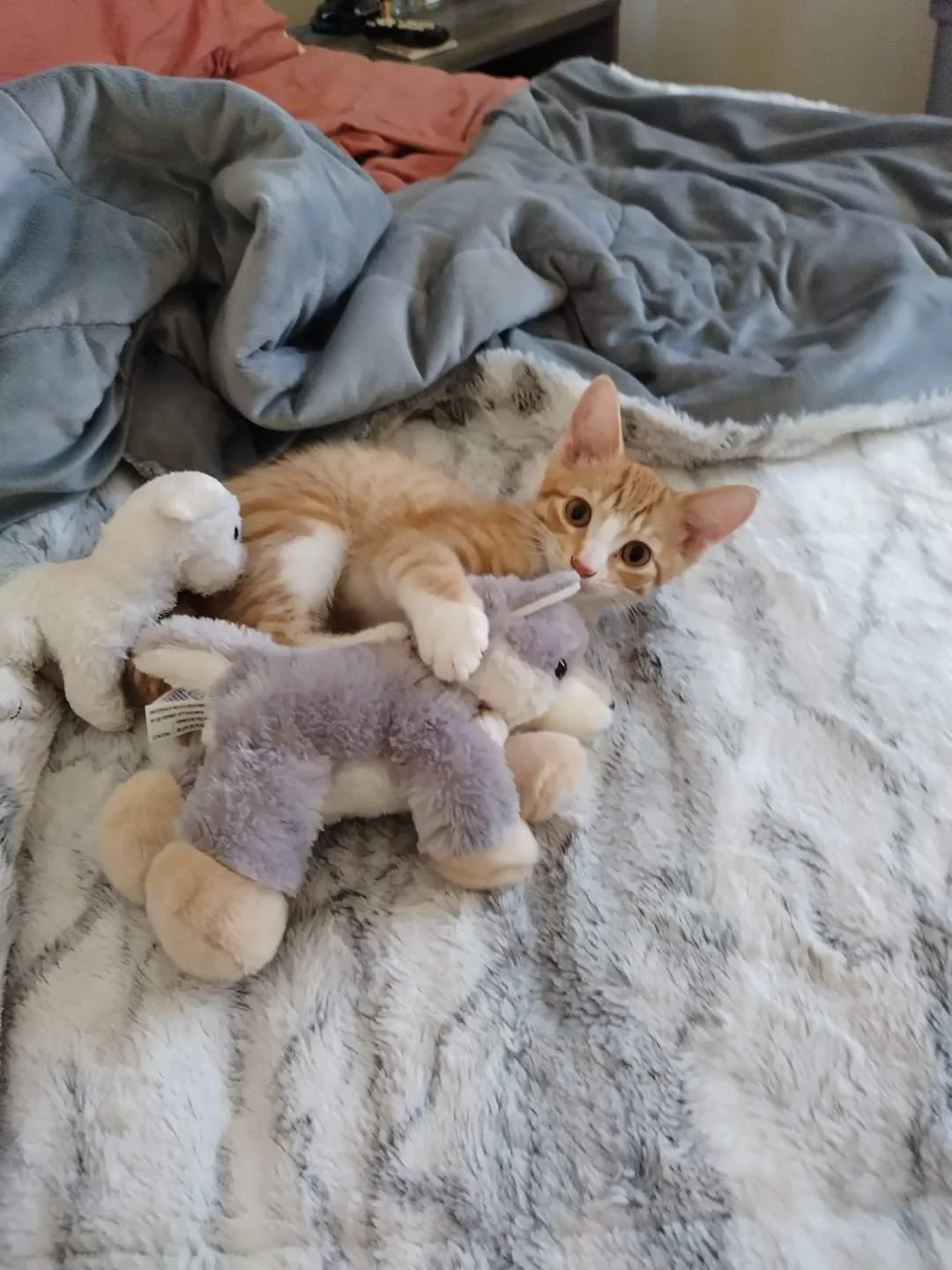 Orange Fluffy | Scrolller