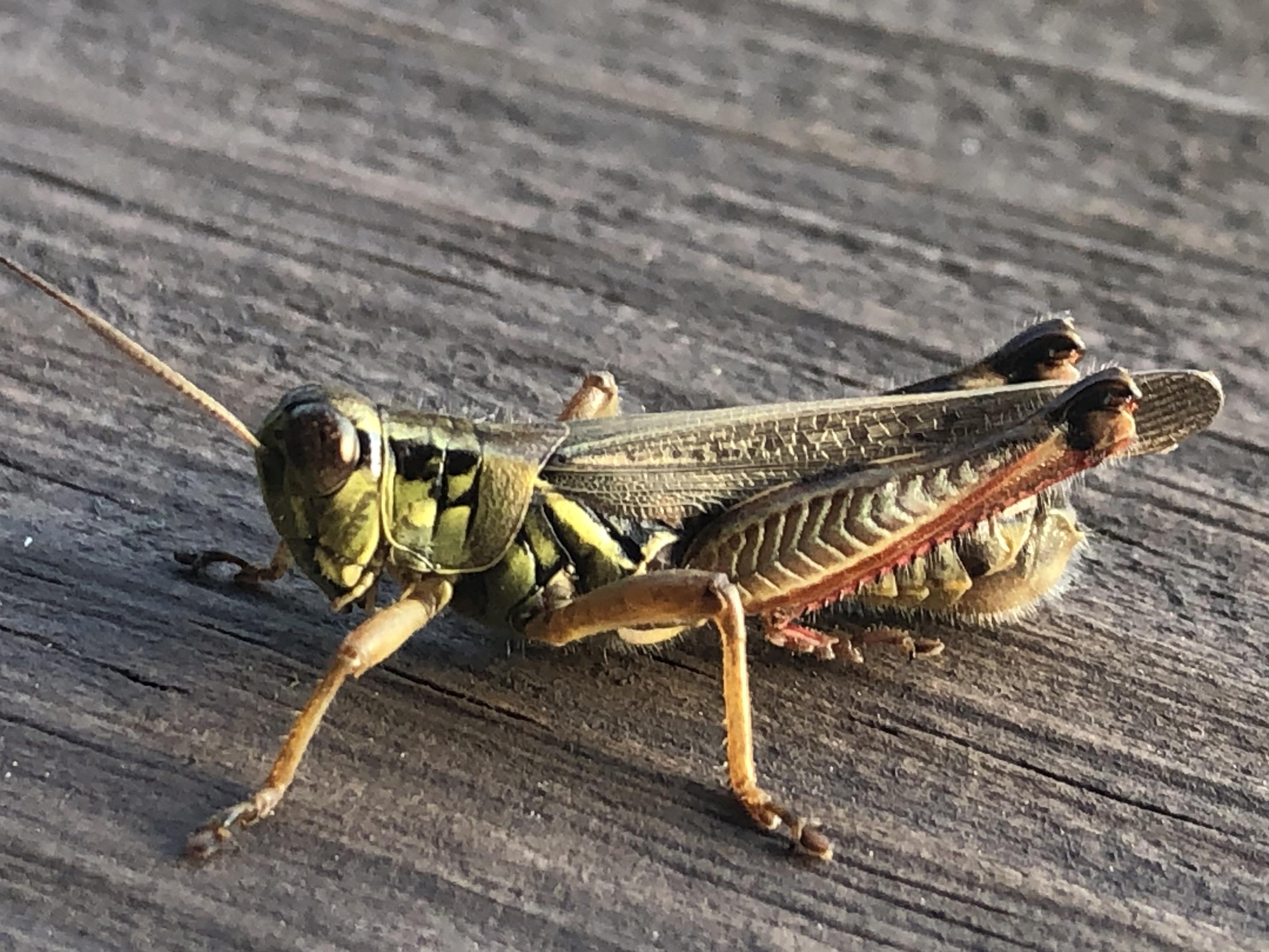 Grasshopper on my porch | Scrolller