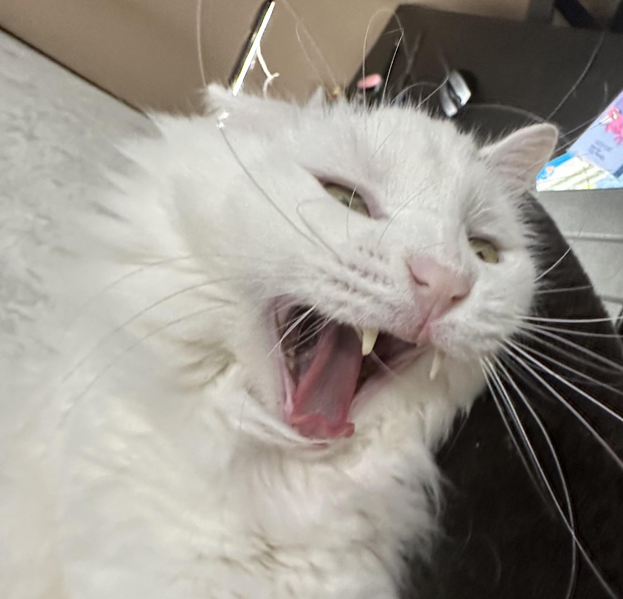 Discover more like Catpics: HUGE YAWN and Related Content | Scrolller