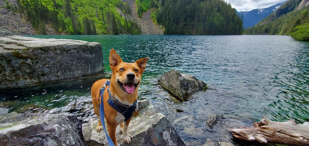Benny is so proud of himself on his first hike | Scrolller