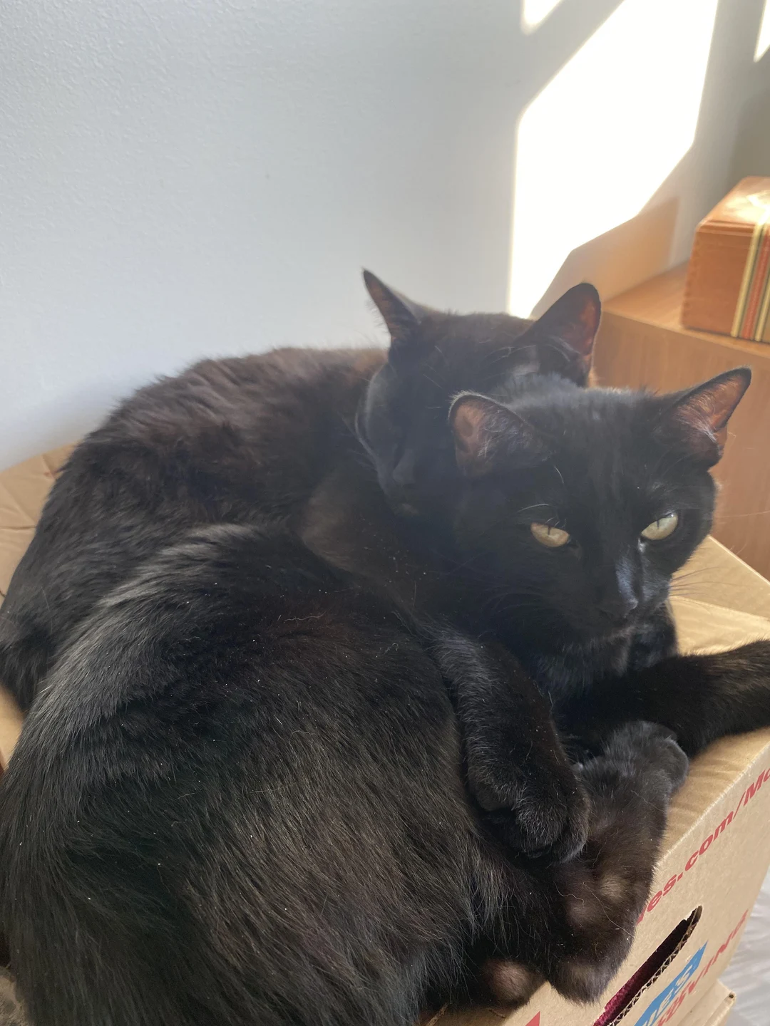 Appa and Bruce | Scrolller