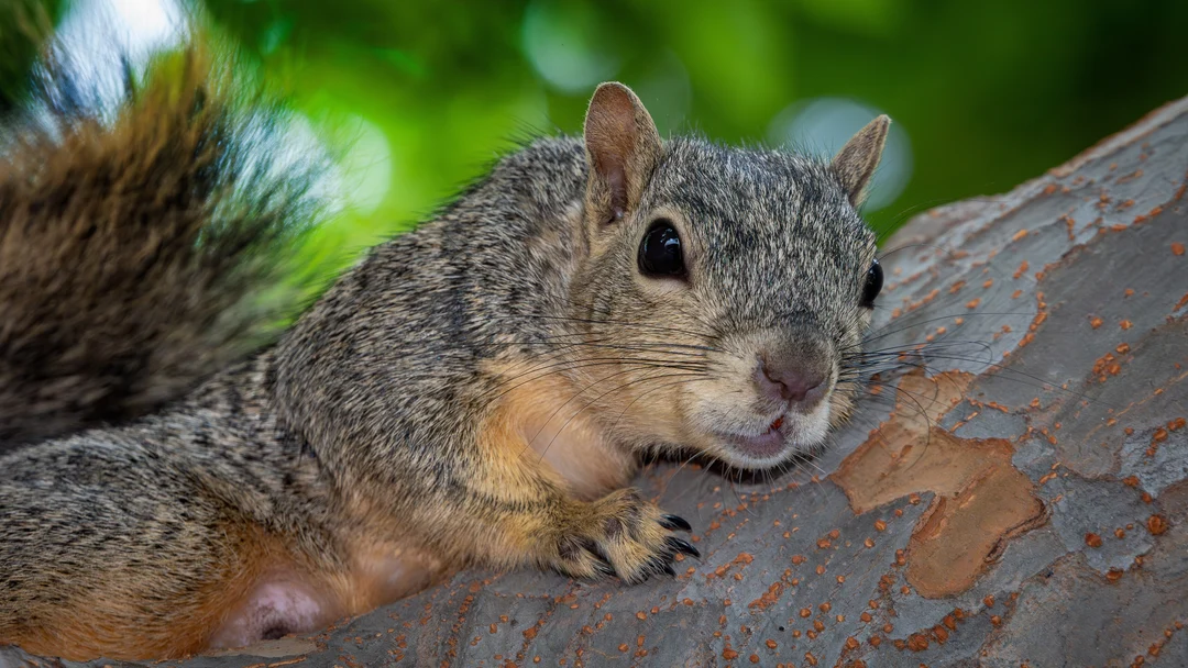 Discover more like Squirrels: Mother Squirrel and Related Content | Scrolller