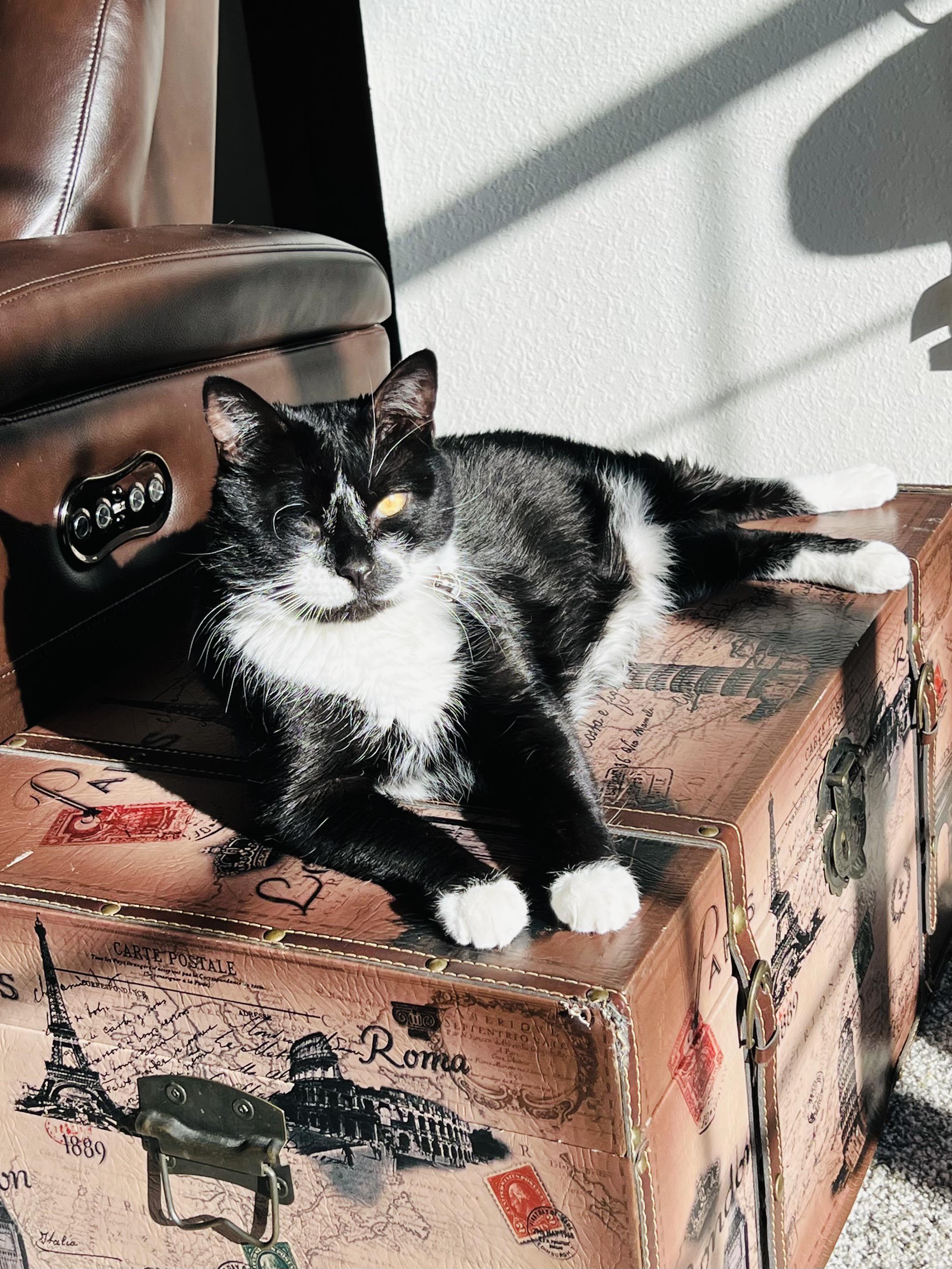 Sunbathing his tuxedo | Scrolller