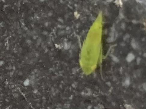 Olive tree: what are these creatures? | Scrolller