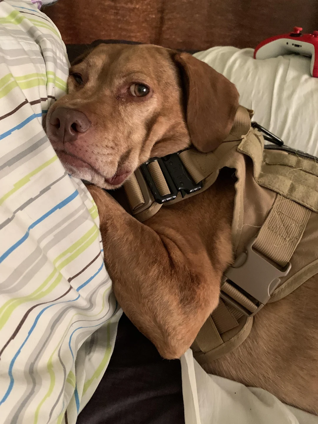 Caught her napping | Scrolller