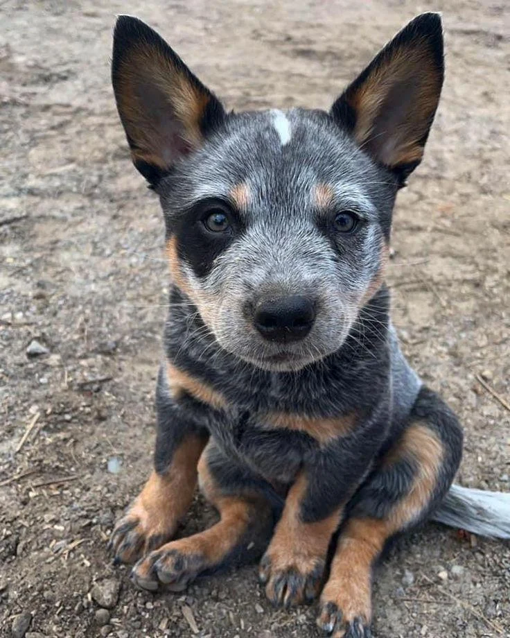 This Cute Australian Cattle Dog 🐶 | Scrolller