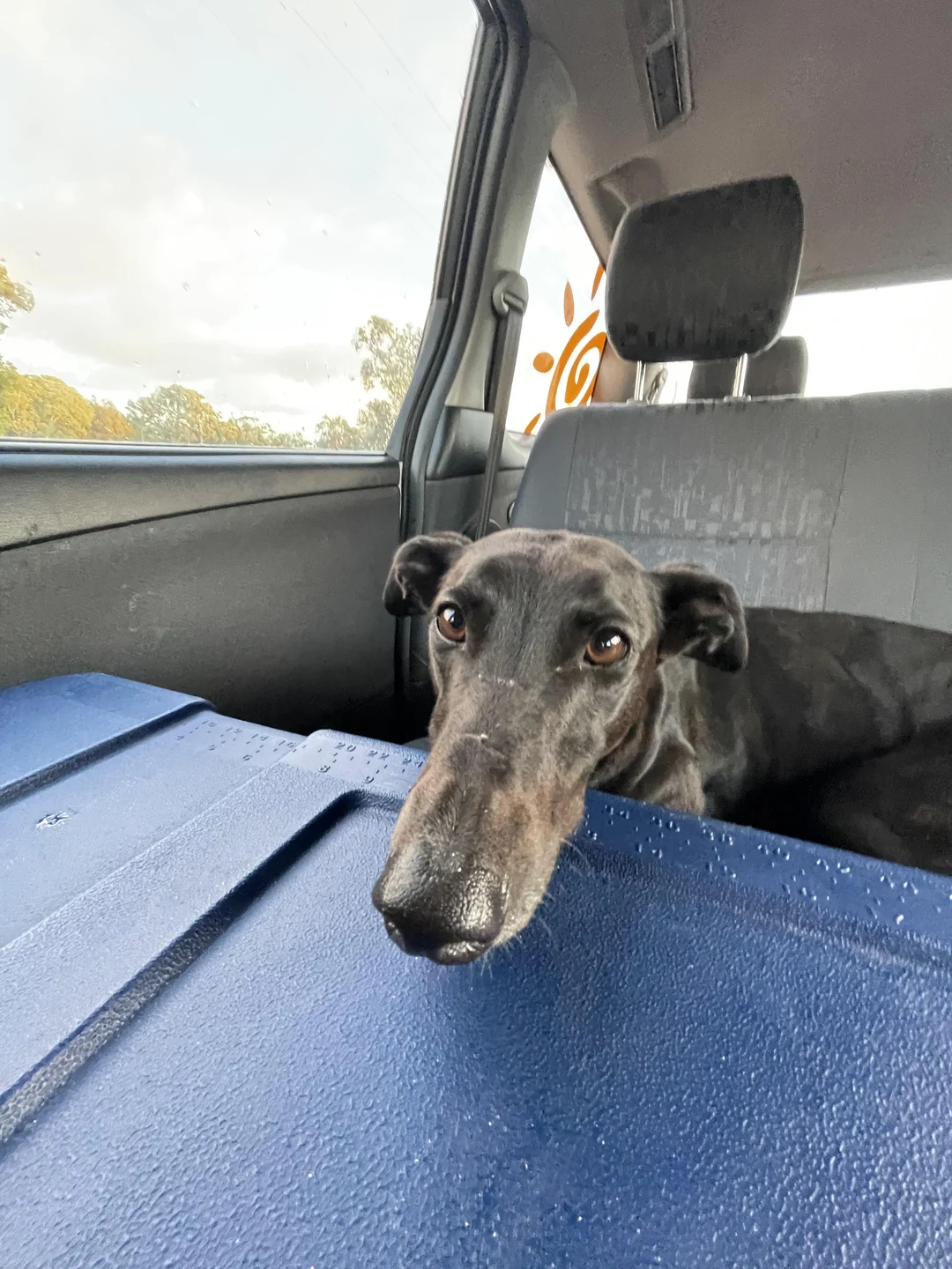 Discover more like Greyhounds: Snoot and Related Content | Scrolller
