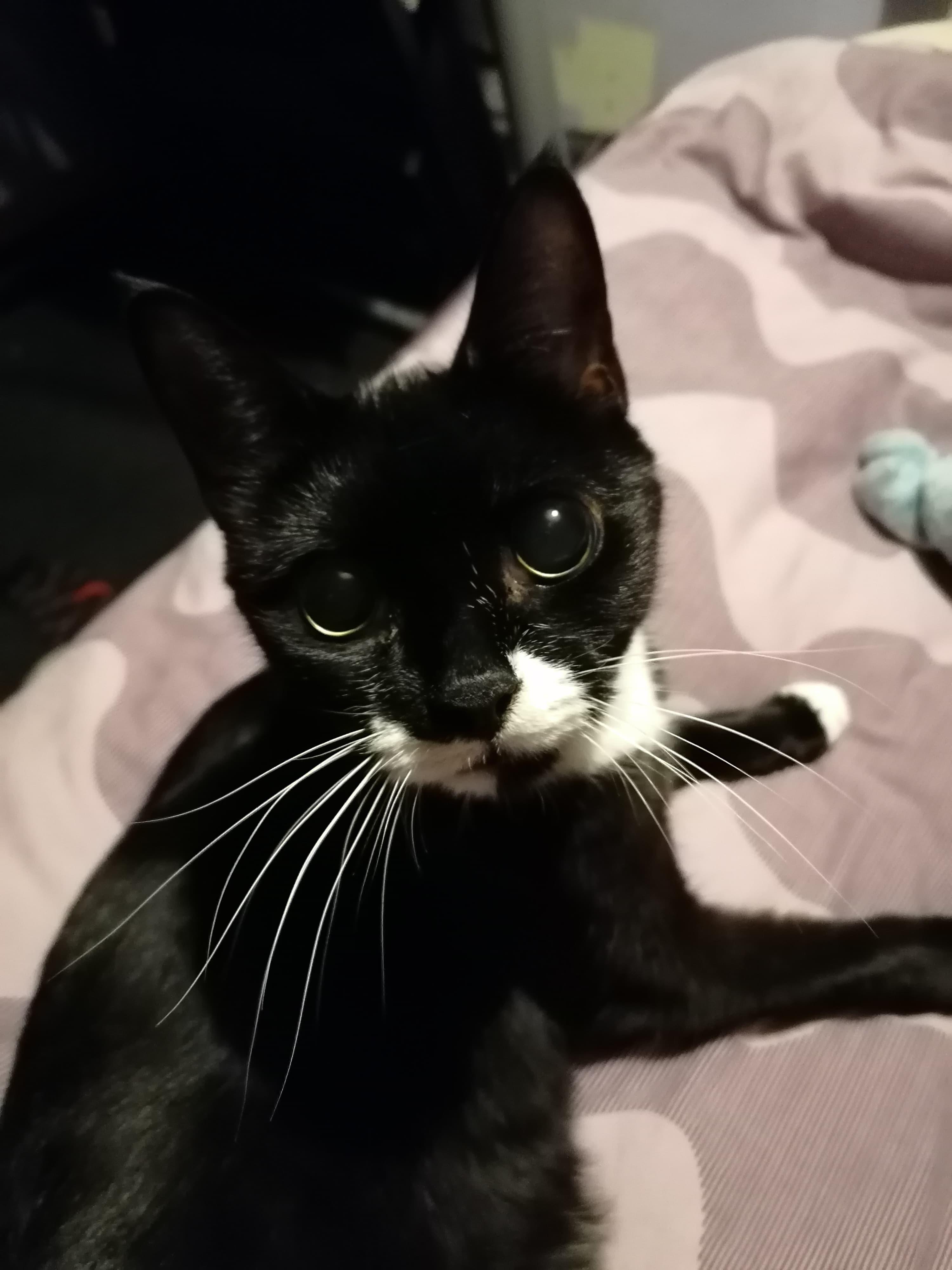 Ninja -eyes | Scrolller