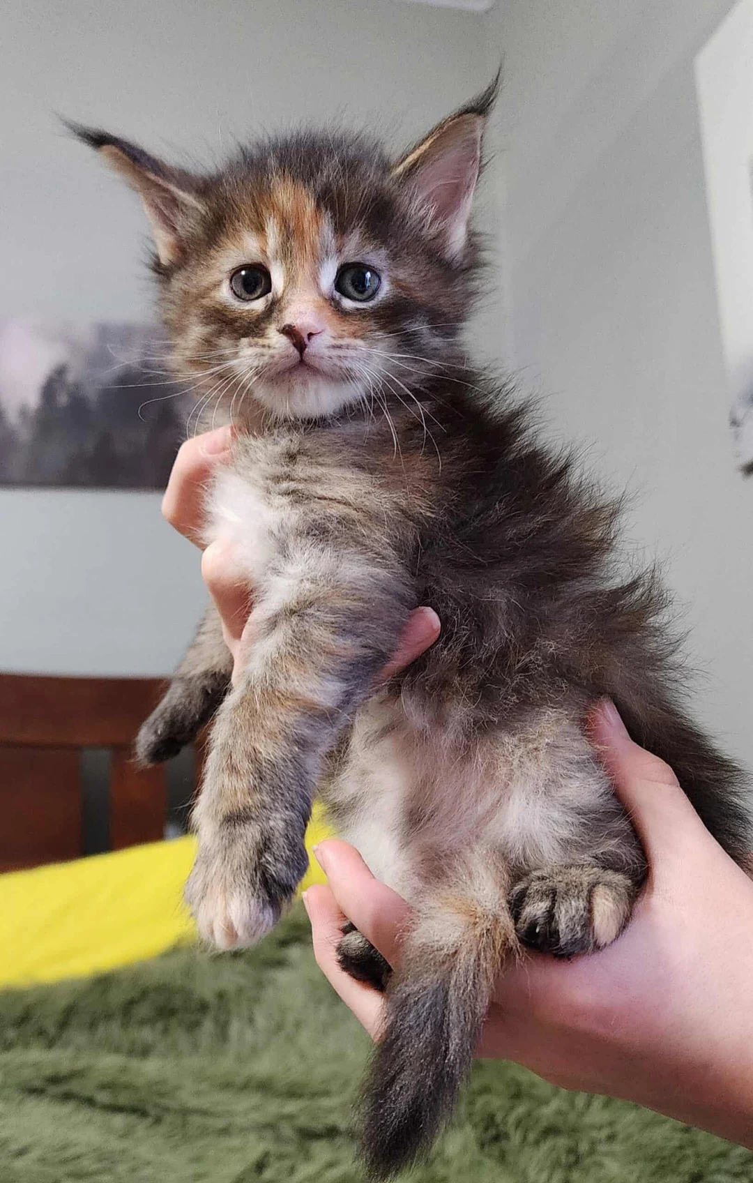 My beloved Casper, ready for bed after bathing. | Scrolller