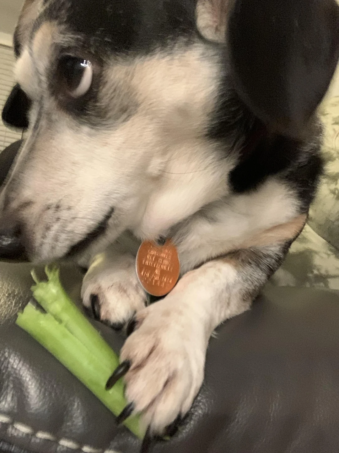 Does your dog eat celery? | Scrolller