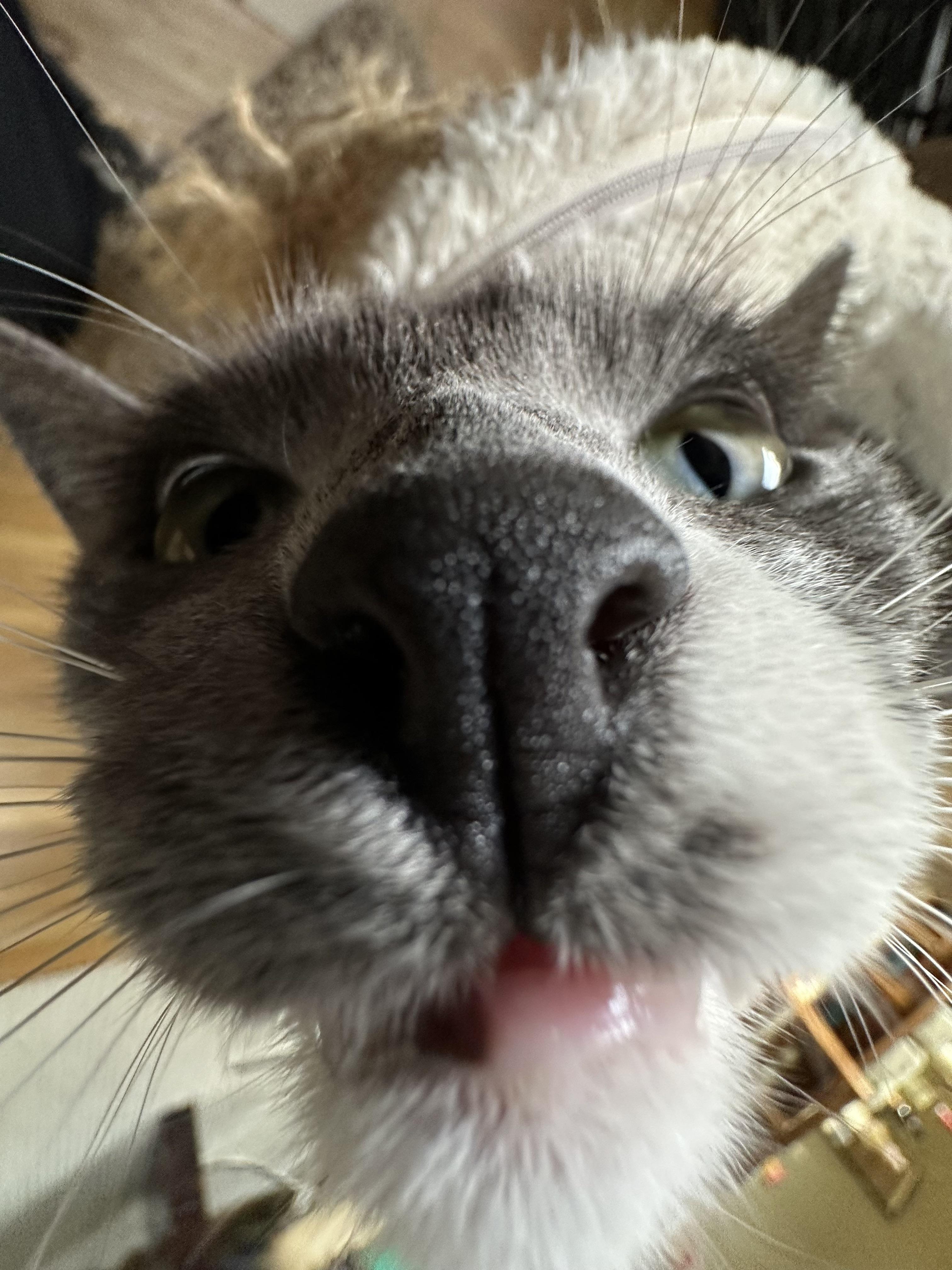 Smells like tuxedo in here... | Scrolller