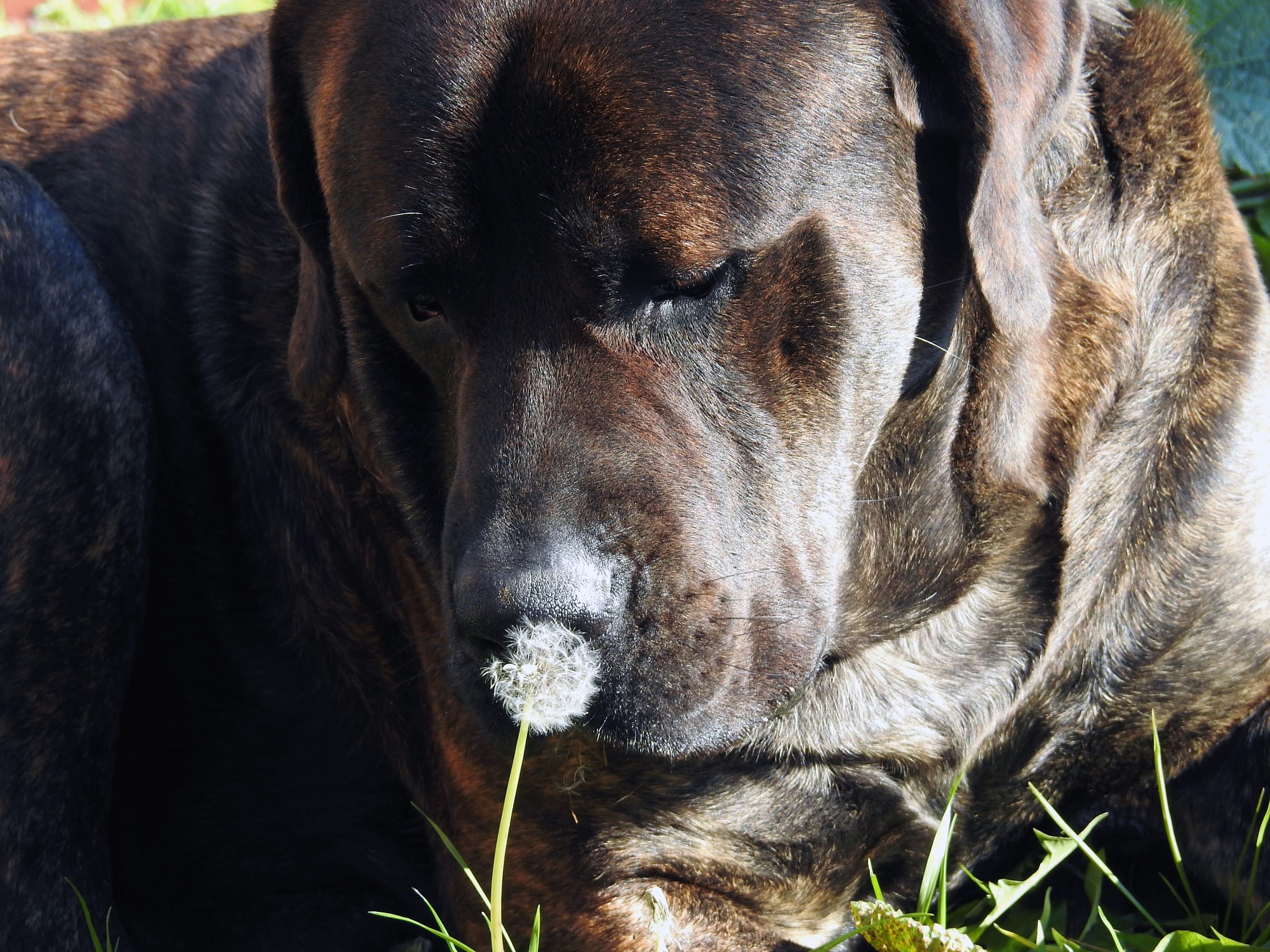 Mastweiler Making Wishes | Scrolller