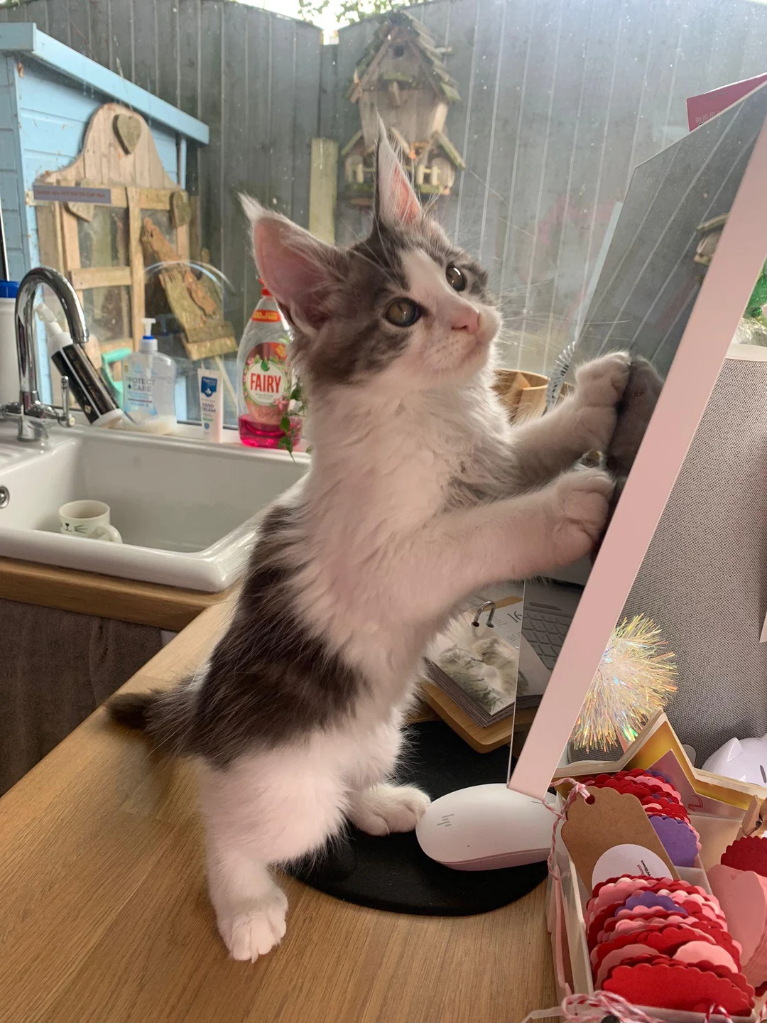 Two more weeks to wait - meet Sheldon Coopurr | Scrolller