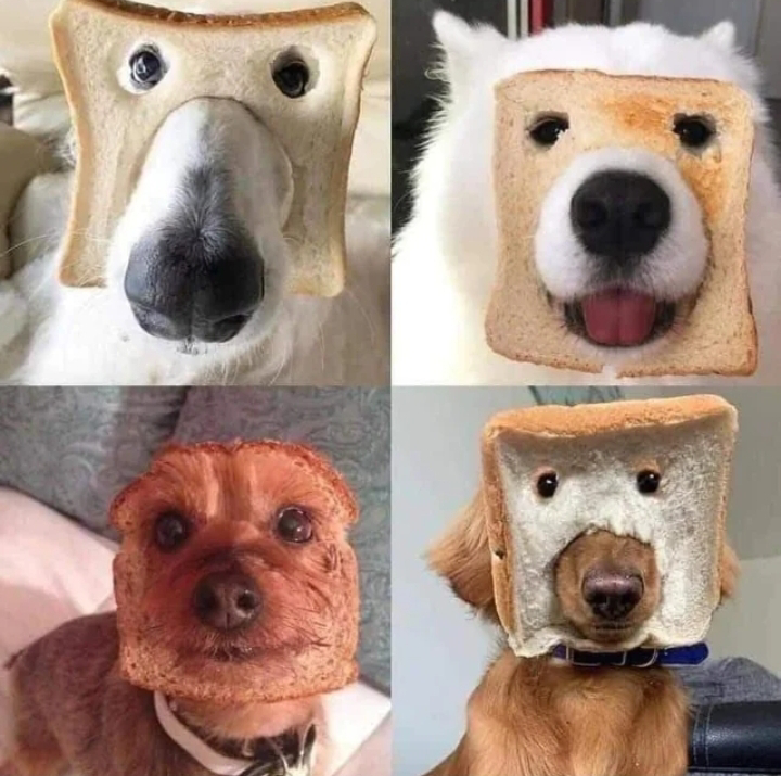 Bread Boi | Scrolller