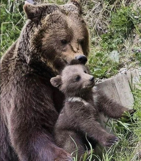 mommy's lil teddy bear | Scrolller