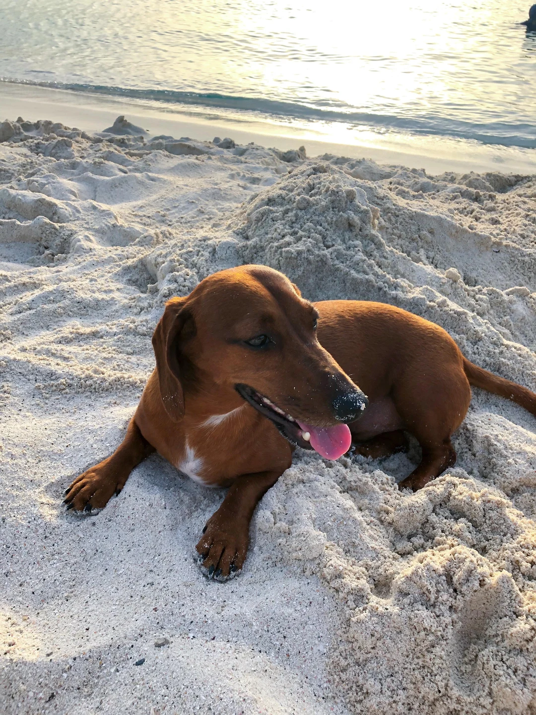Beach bum | Scrolller