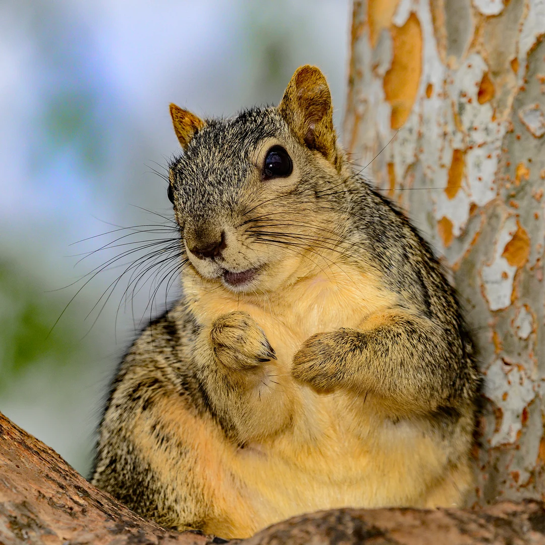 Squirrel | Scrolller