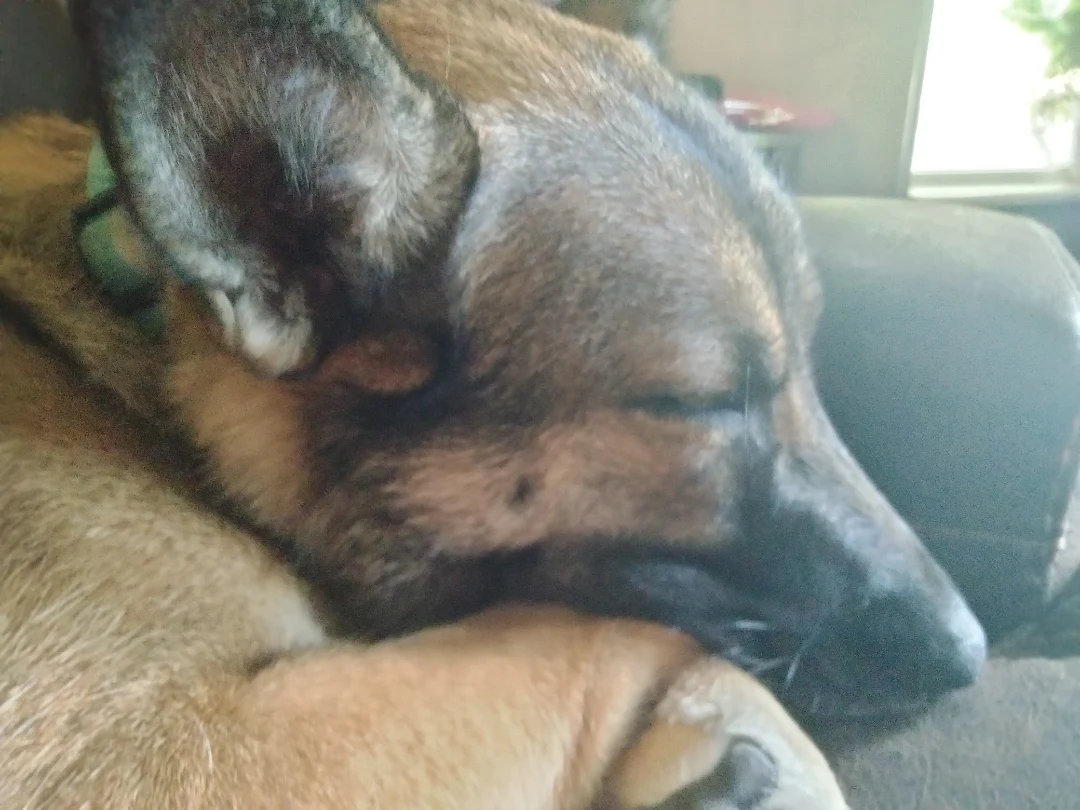 Sleepy pup | Scrolller