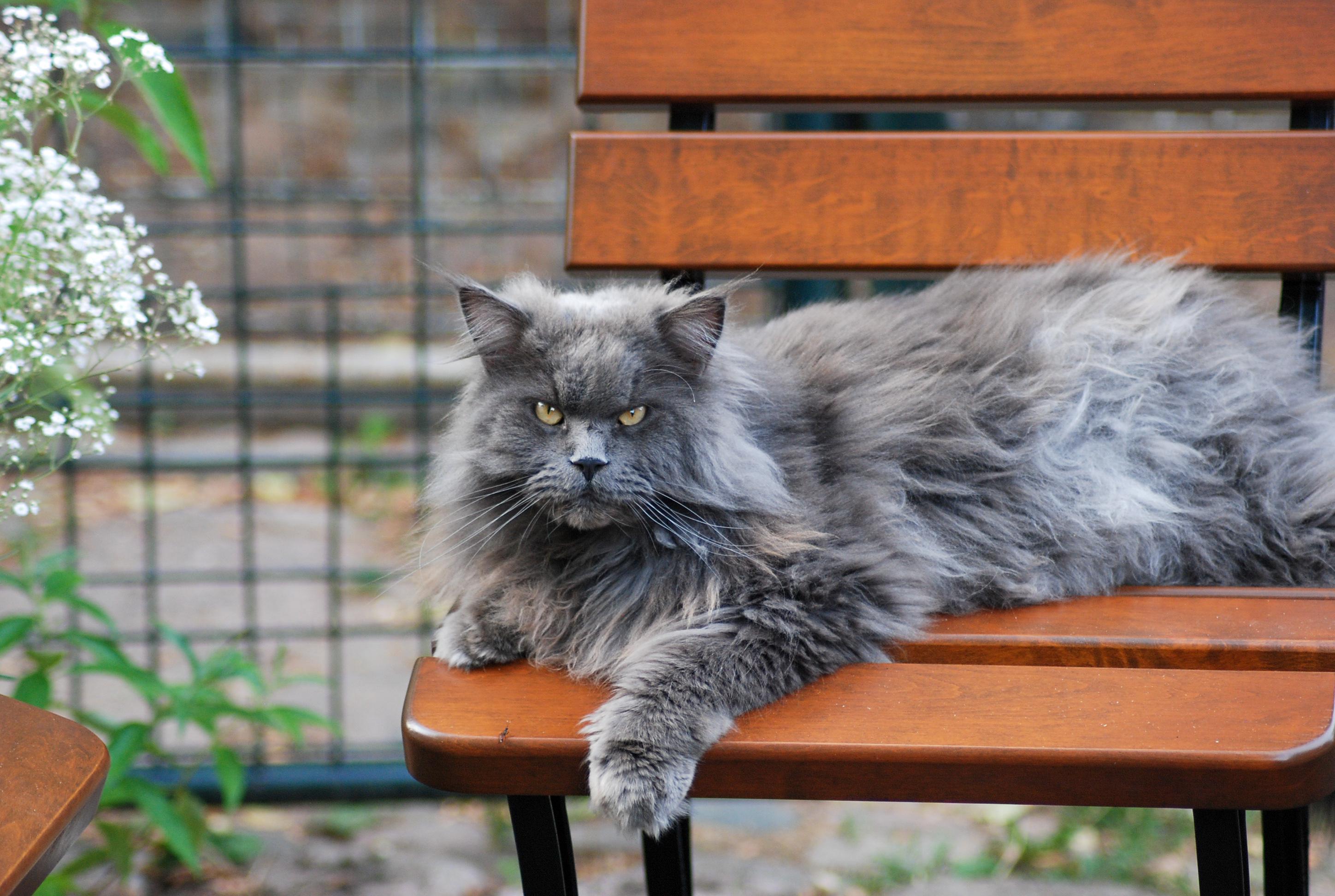 My fluffy grumpy cat. | Scrolller